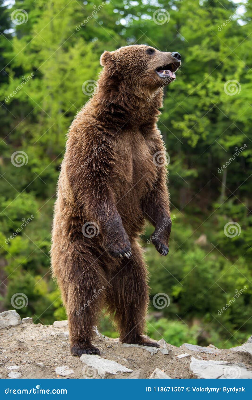 Big Brown Bear Standing on His Hind Legs Stock Image - Image of ... Big Brown Bear Standing on His Hind Legs Stock Image - Image of ...
