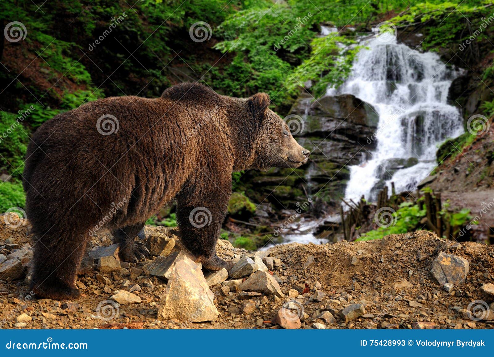 Big Brown Bear Standing on a Rock Near a Waterfall Stock Image - Image ...