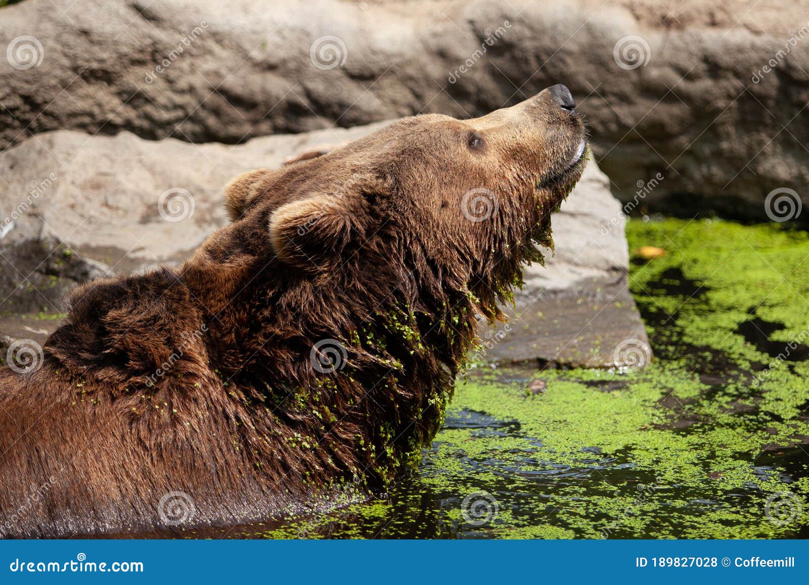 Big Brown Bear Swimming in a Pond Stock Photo - Image of surge, spring ...