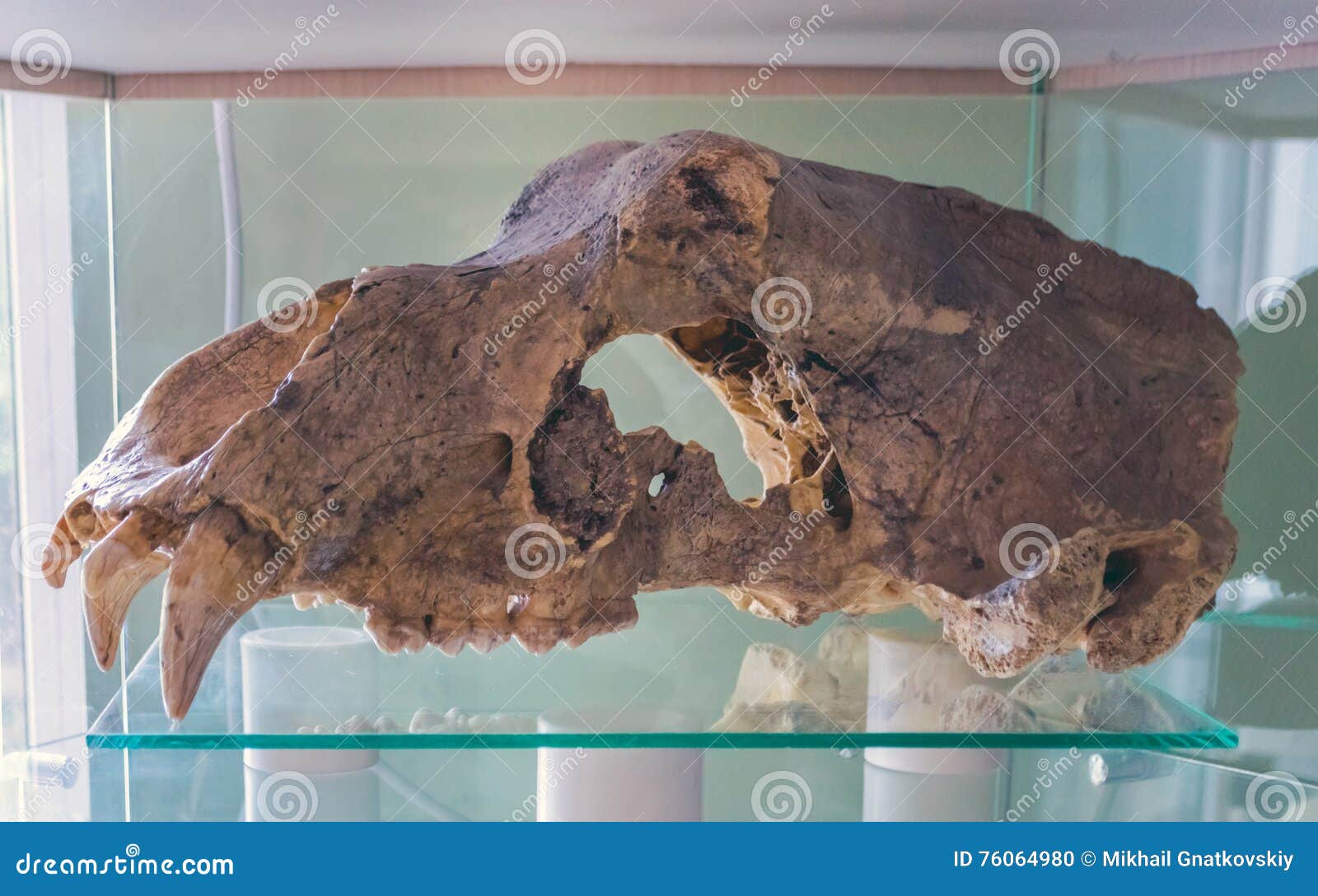 Big Brown Bear, Ursus Arctos, Old Skull Stock Photo - Image of mammal ...