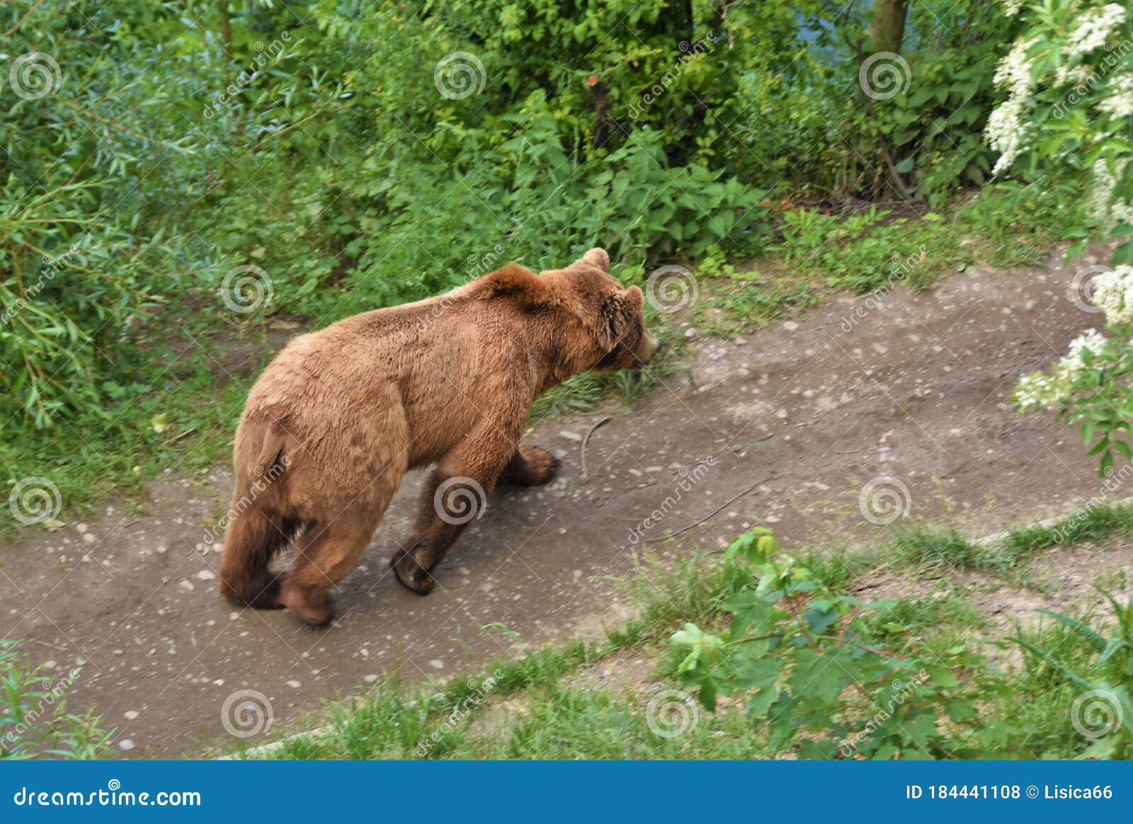 Bear walks along the path stock photo. Image of hunting - 184441108