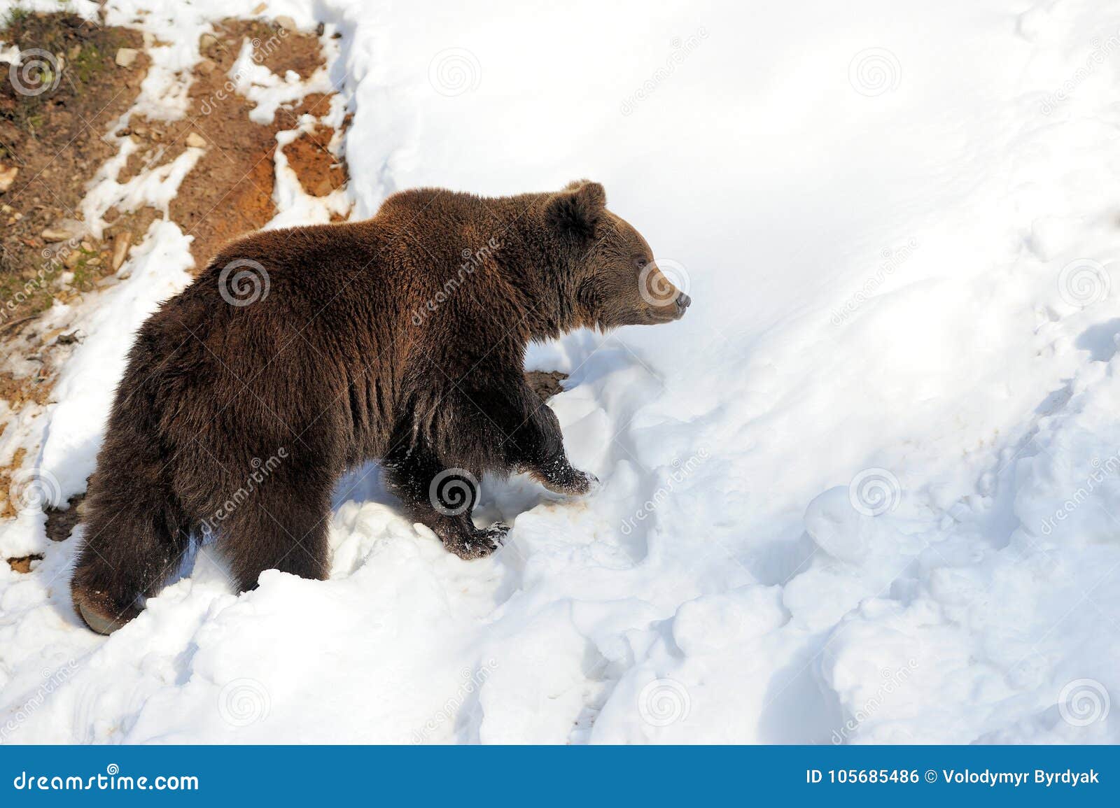 Bear in winter time stock photo. Image of endangered - 105685486