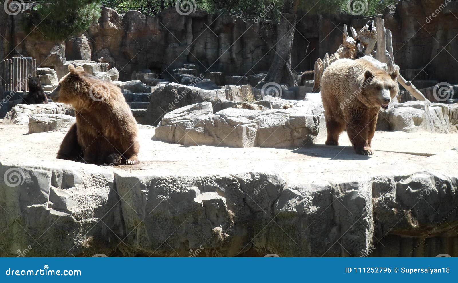 Big brown bears enclosure stock photo. Image of family - 111252796