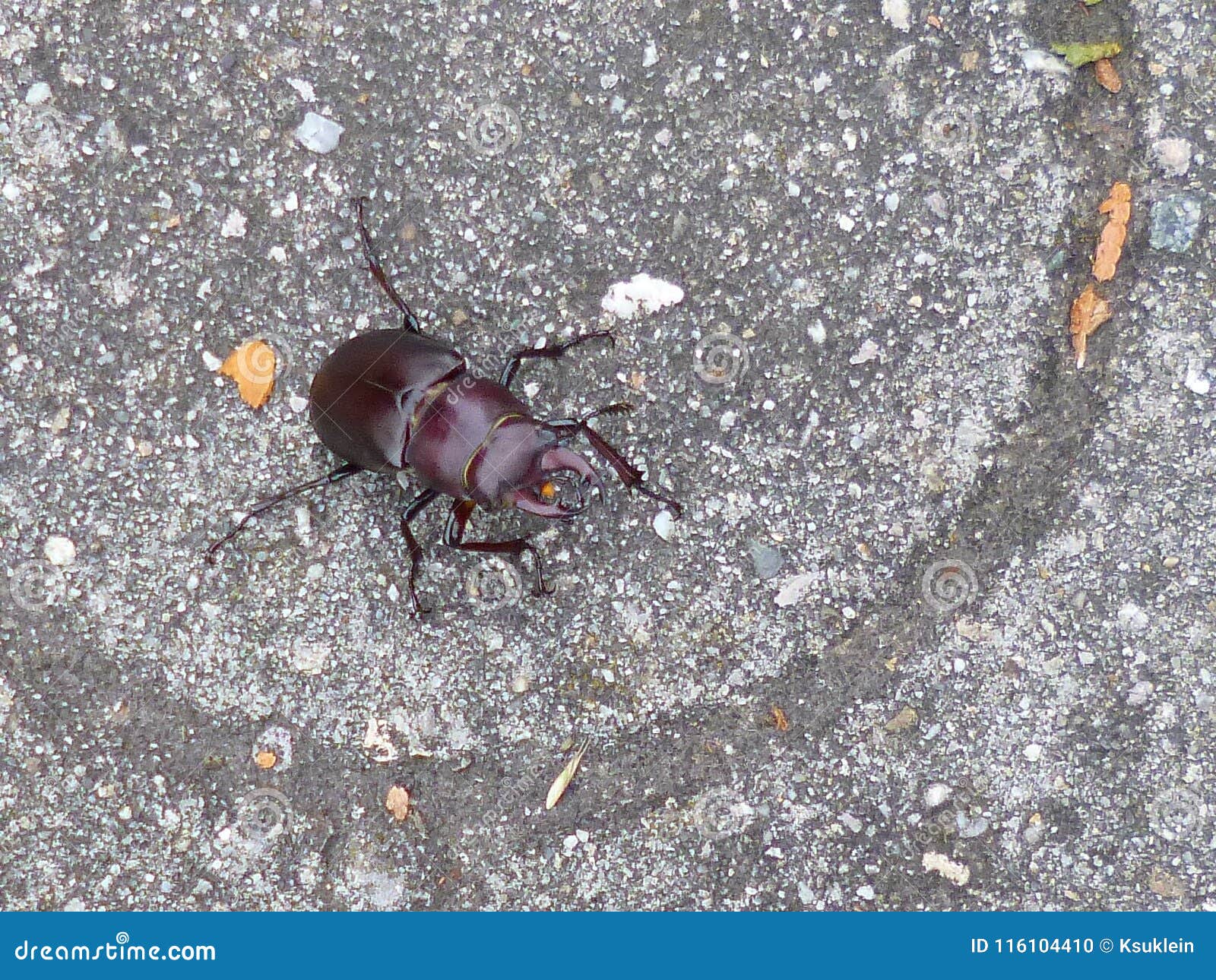 Big brown beetle stock photo. Image of environment, macro - 116104410