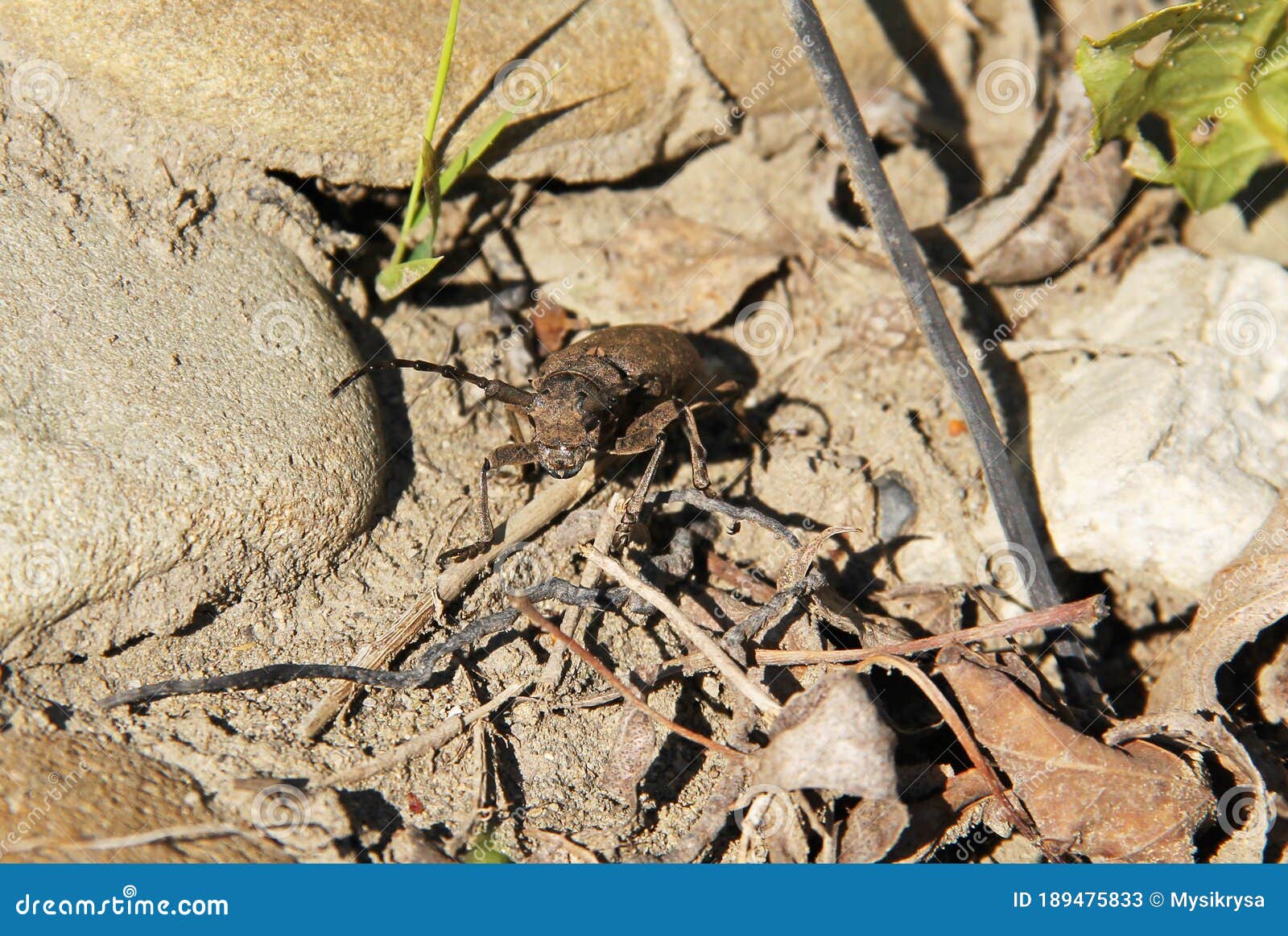 Big brown beetle stock image. Image of animal, entomology - 189475833