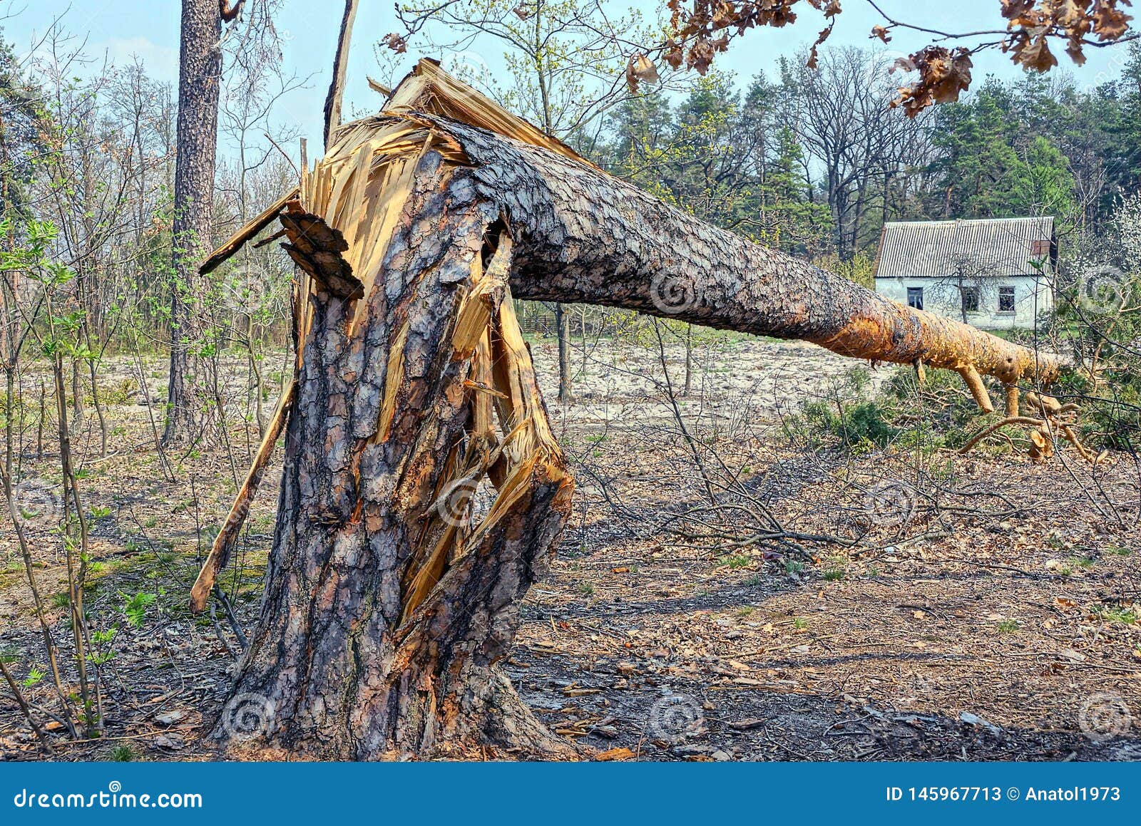 Big Broken Pine Tree in the Forest Stock Image - Image of fallen, cone ...