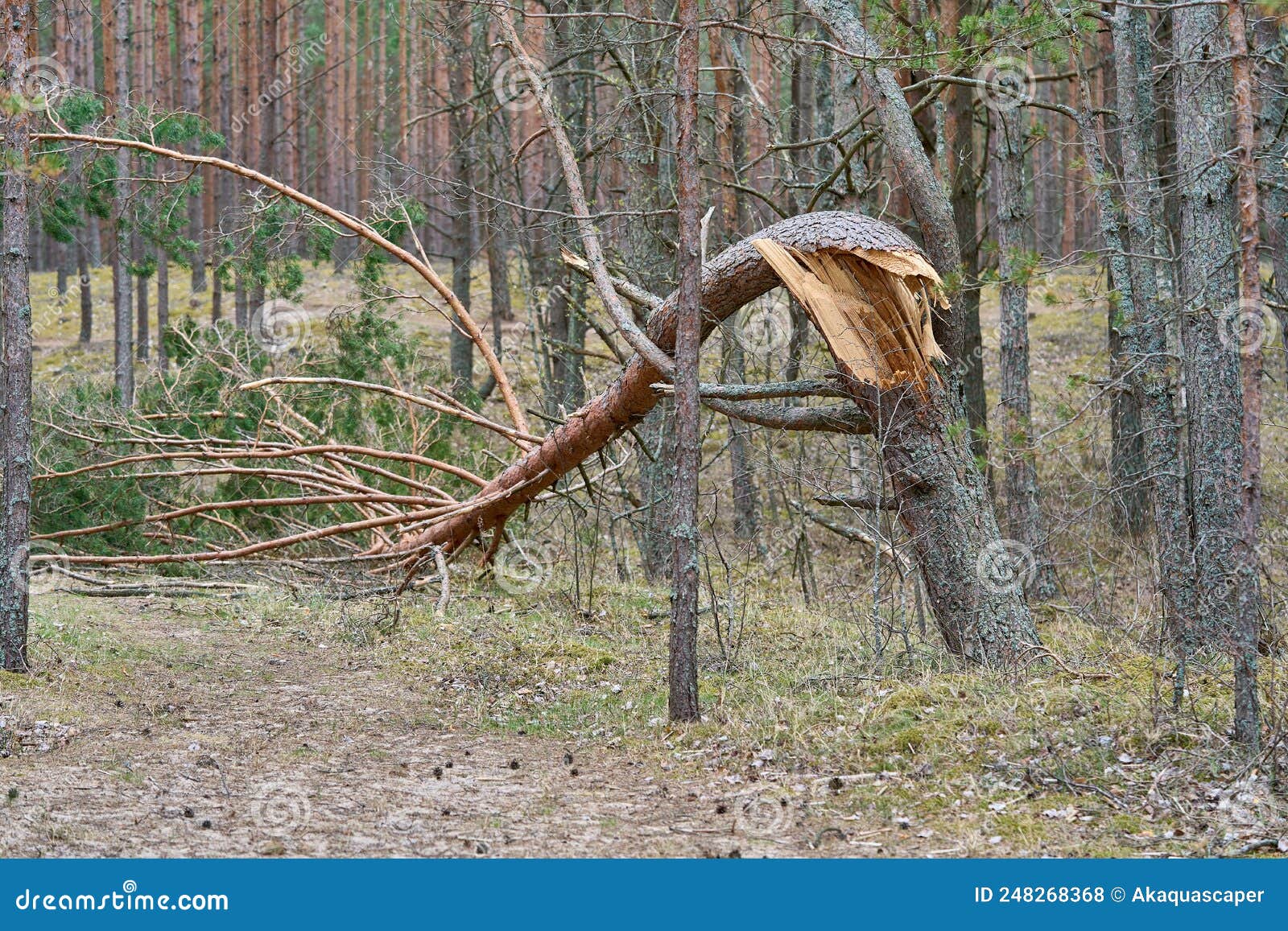 Big Brown Broken Pine Tree in the Forest Stock Photo - Image of spring ...