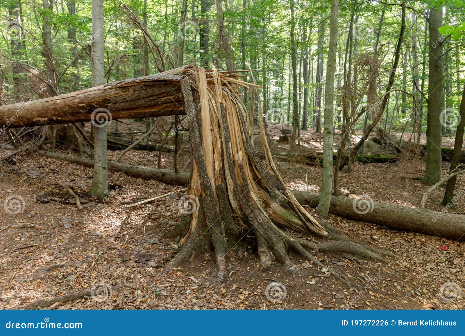 Big Broken Tree in the Forest Stock Photo - Image of ruined, damage ...