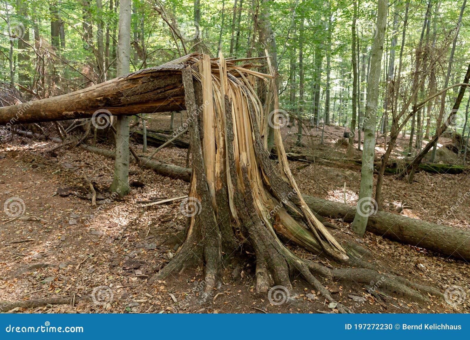 Big Broken Tree in the Forest Stock Photo - Image of branch, crack ...
