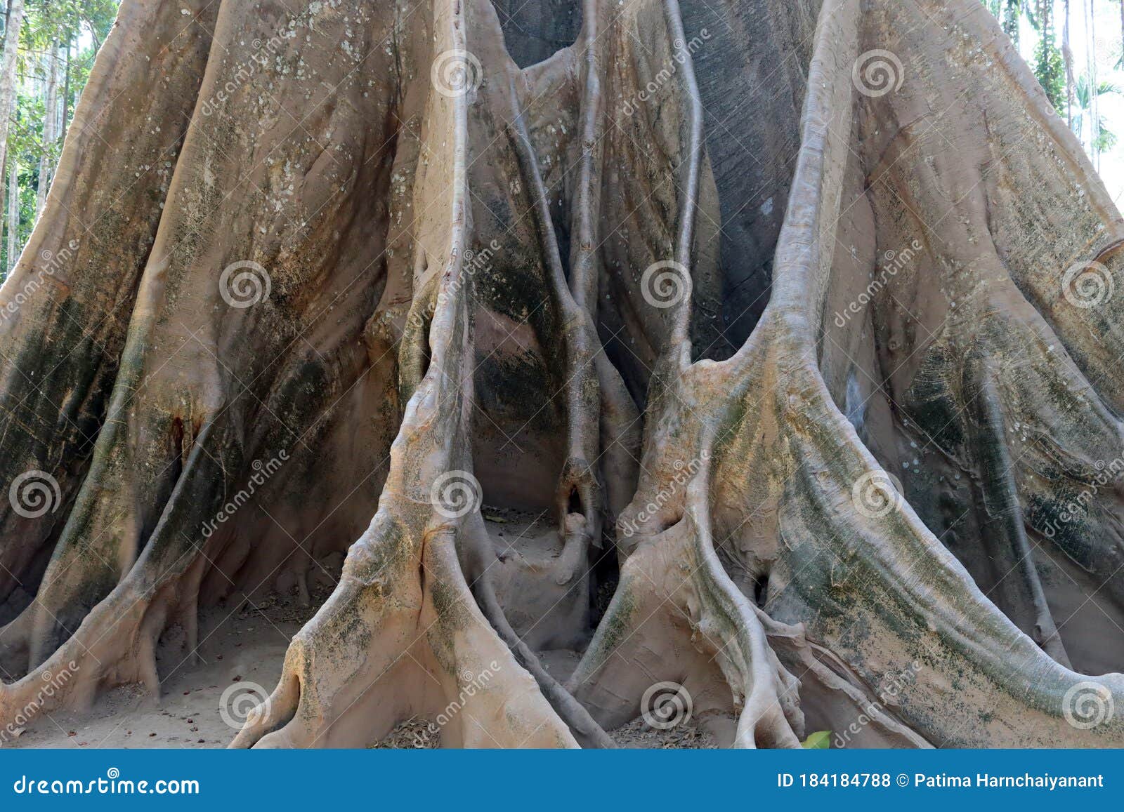 Big buttress root of tree stock photo. Image of root - 184184788