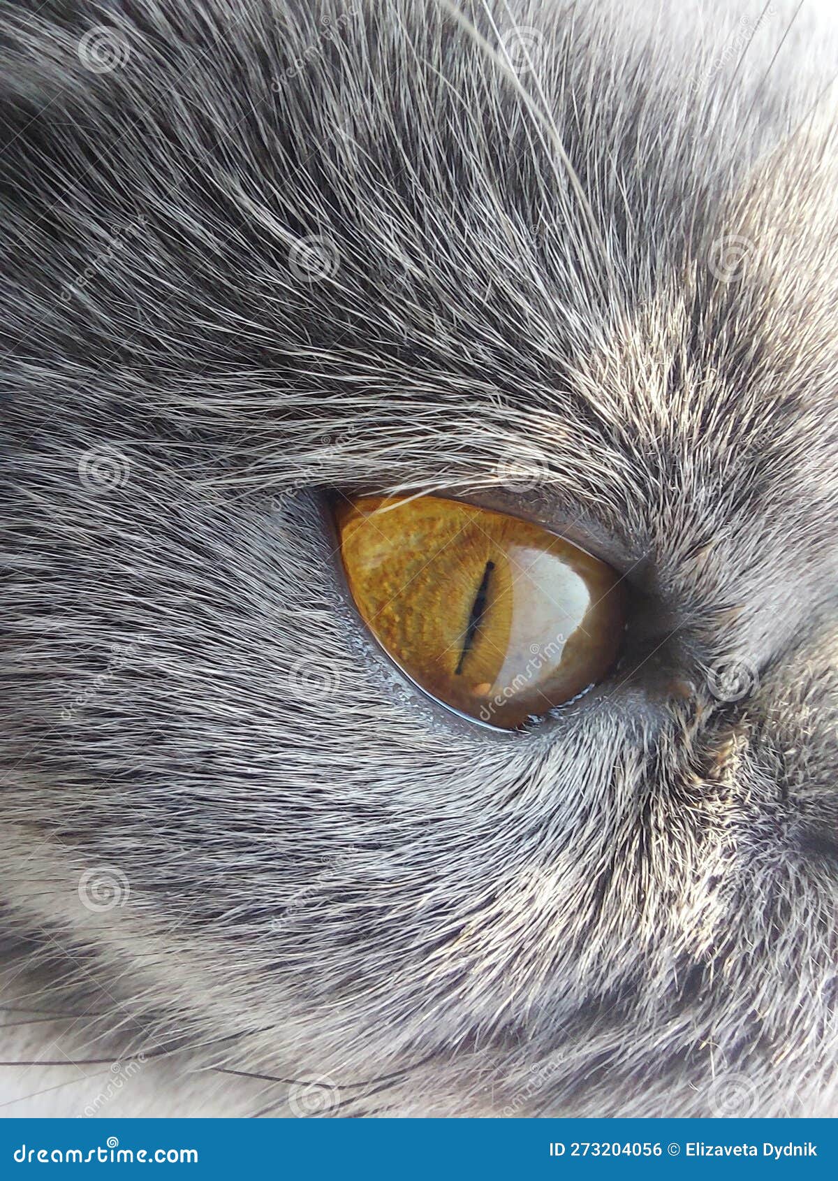 Big Brown Cat S Eye with a Small Black Pupil Stock Photo - Image of ...