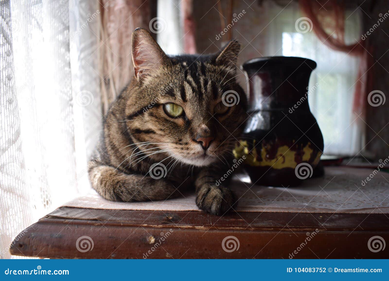 Big Brown Cat, Cat on the Table. Stock Photo - Image of brown, pets ...