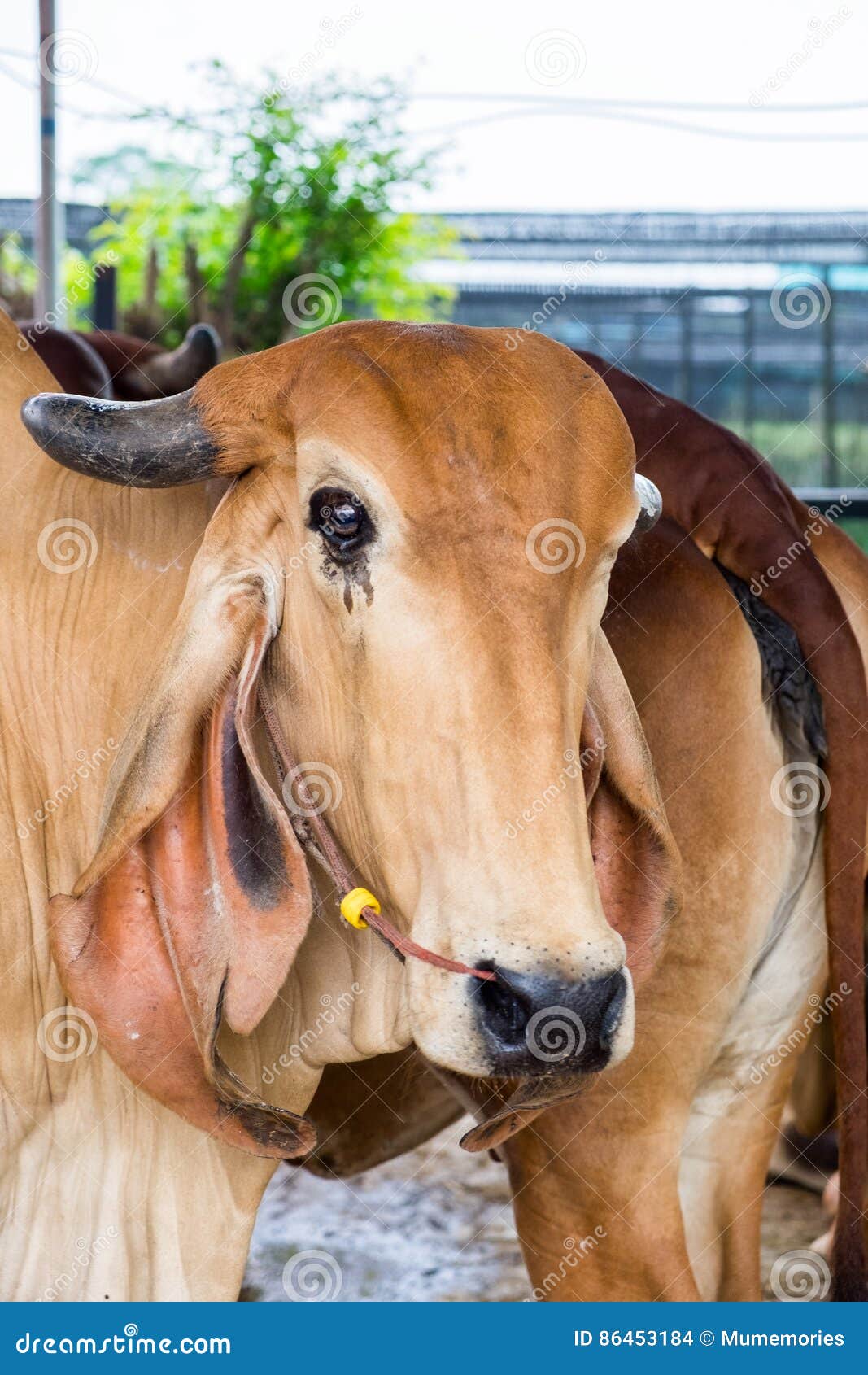 Big brown cattle cow stock photo. Image of brown, cows - 86453184