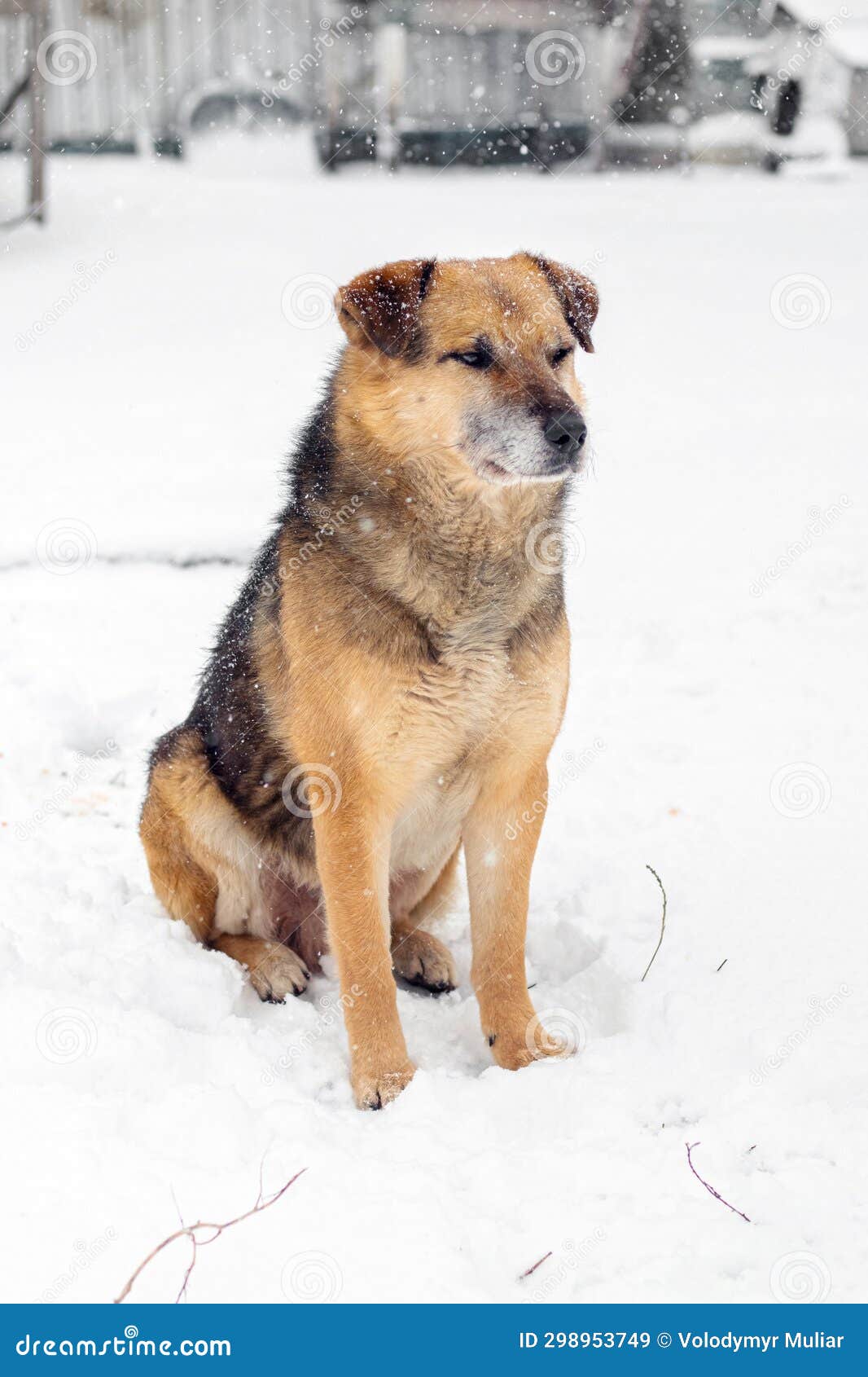 A Big Brown Dog Sits in the Snow in Winter Stock Image - Image of brown ...