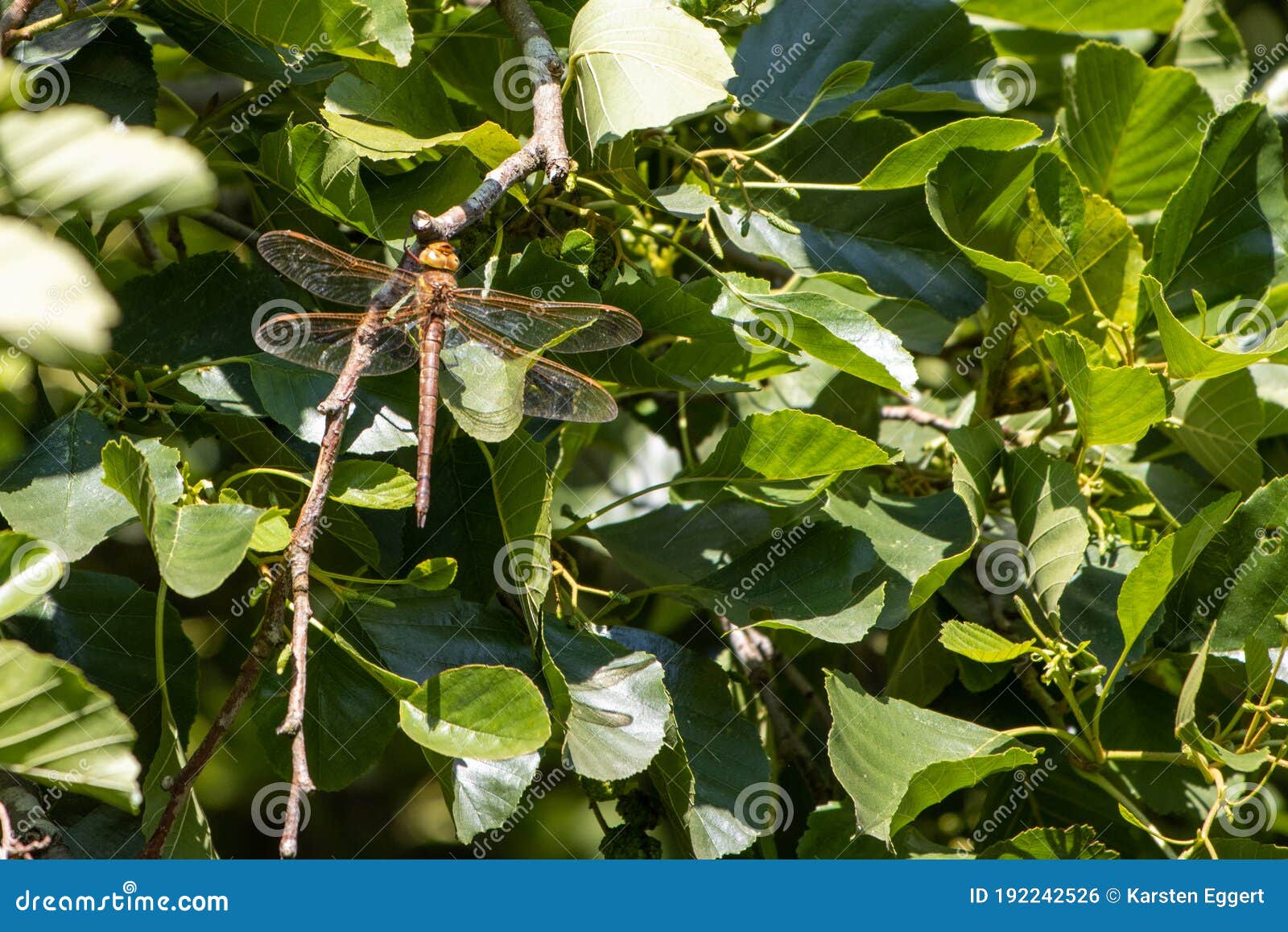 Big Brown Dragonfly Sitting in a Tree in the Sunshine Stock Photo ...