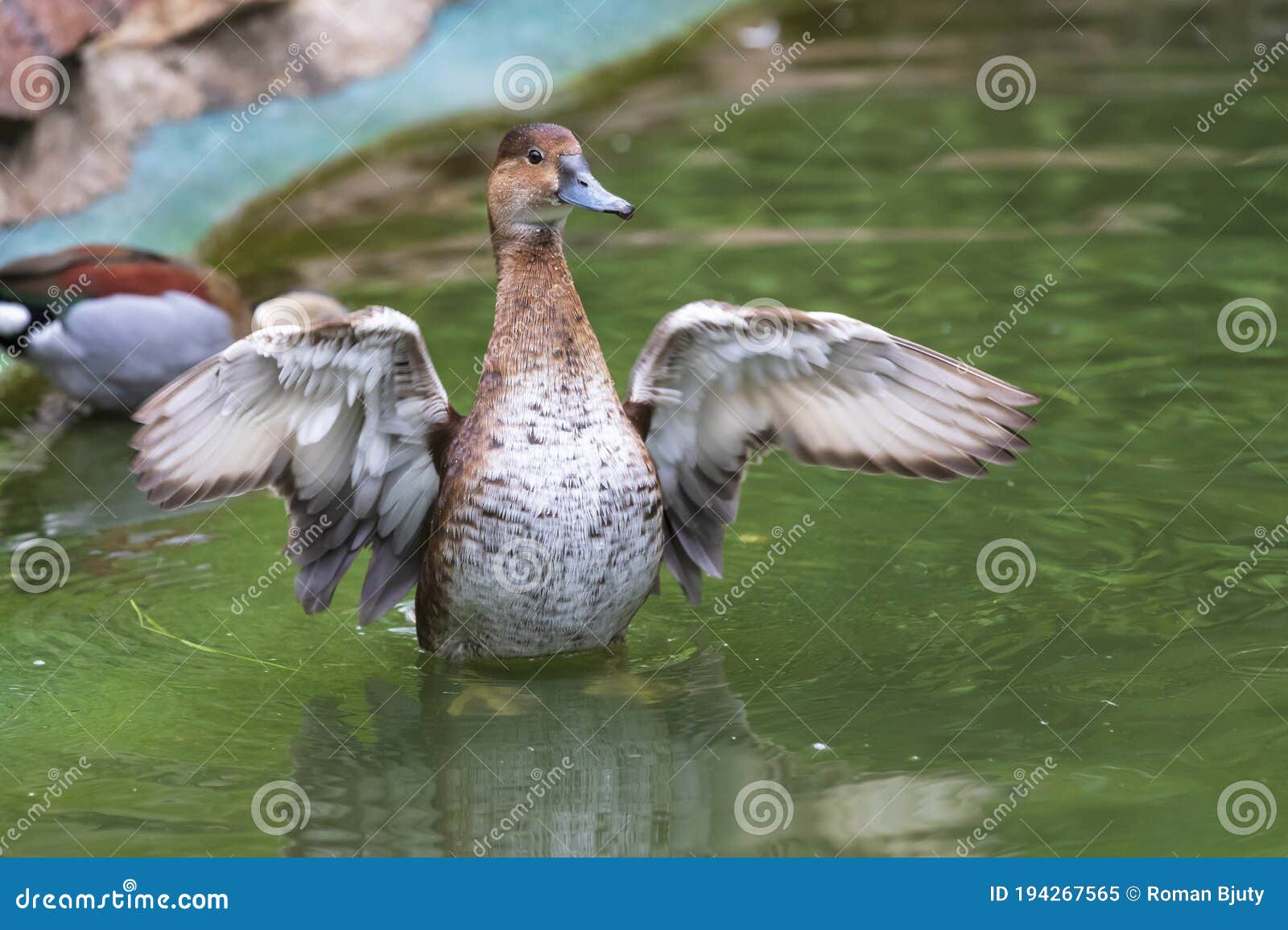 The Big Brown Duck is Erected in the Water and Flutters Its Wings. the ...