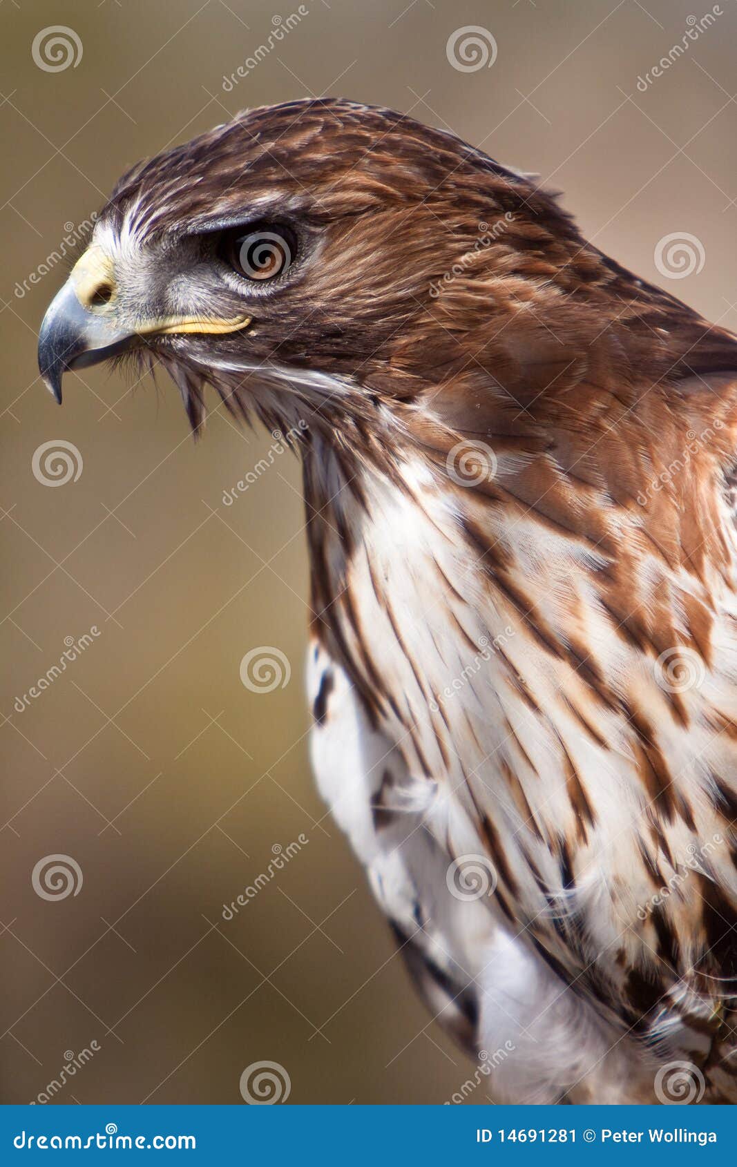 Big brown eagle in closeup stock image. Image of bird - 14691281