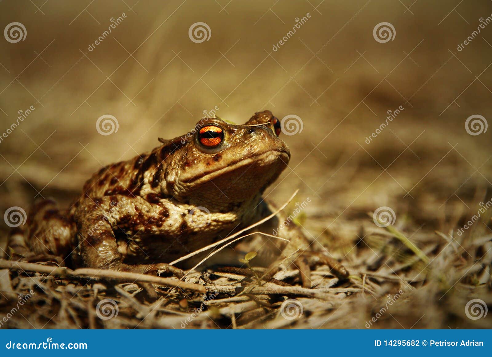 Brown Frog (Rana Temporaria) Laid Eggs (frogspawn) In The Pond Royalty ...