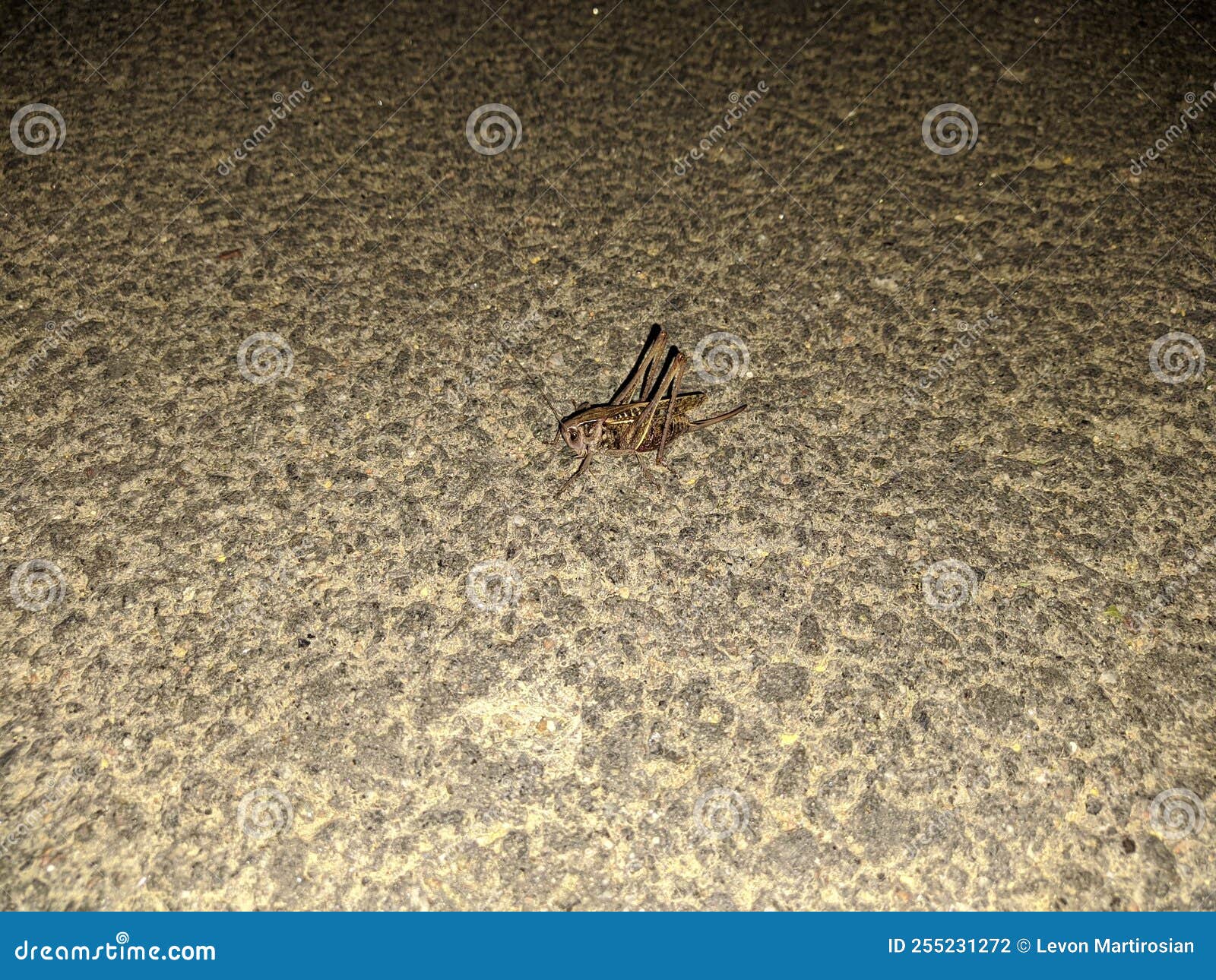 Big Brown Grasshopper on Asphalt at Night. Stock Photo - Image of ...