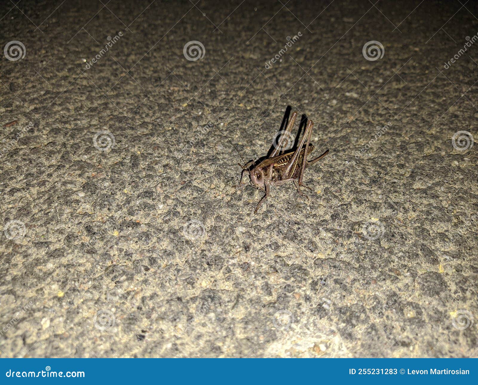 Big Brown Grasshopper on Asphalt at Night. Stock Image - Image of flora ...