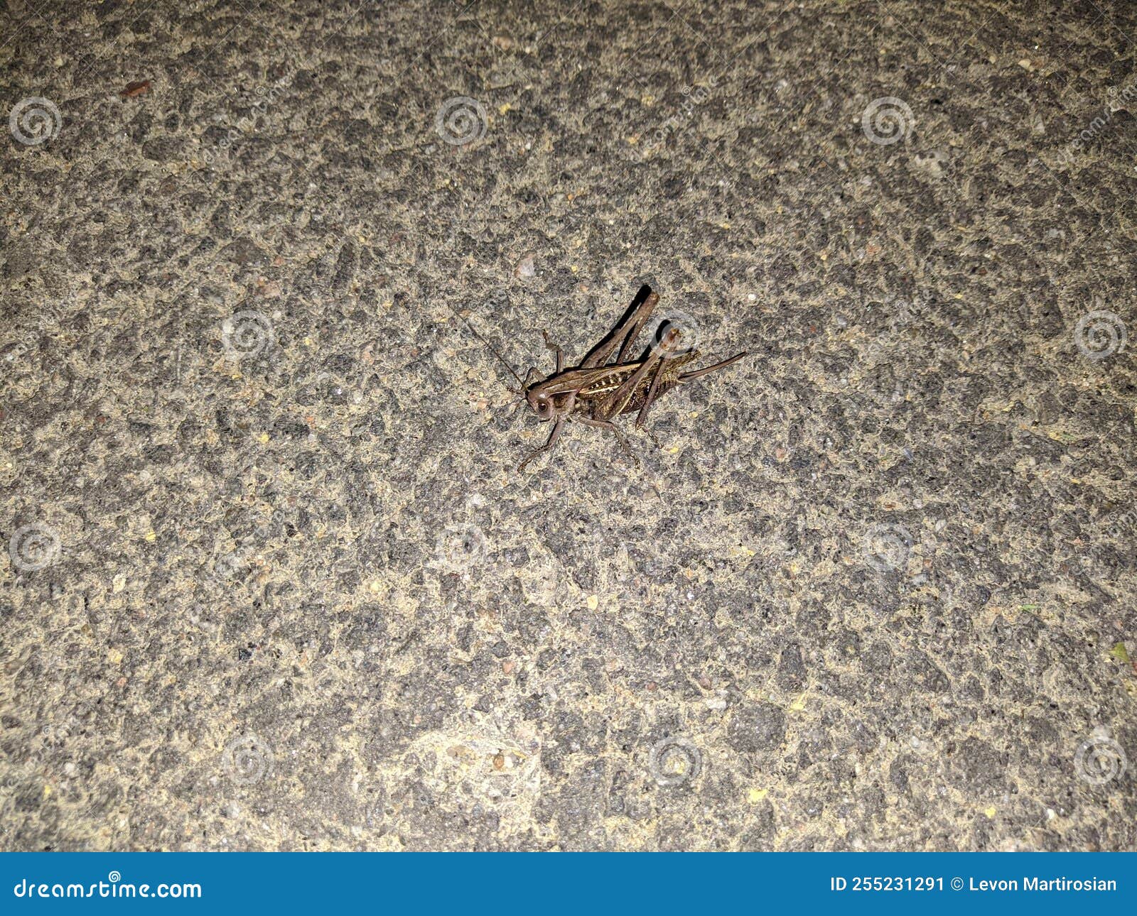 Big Brown Grasshopper on Asphalt at Night. Stock Image - Image of ...