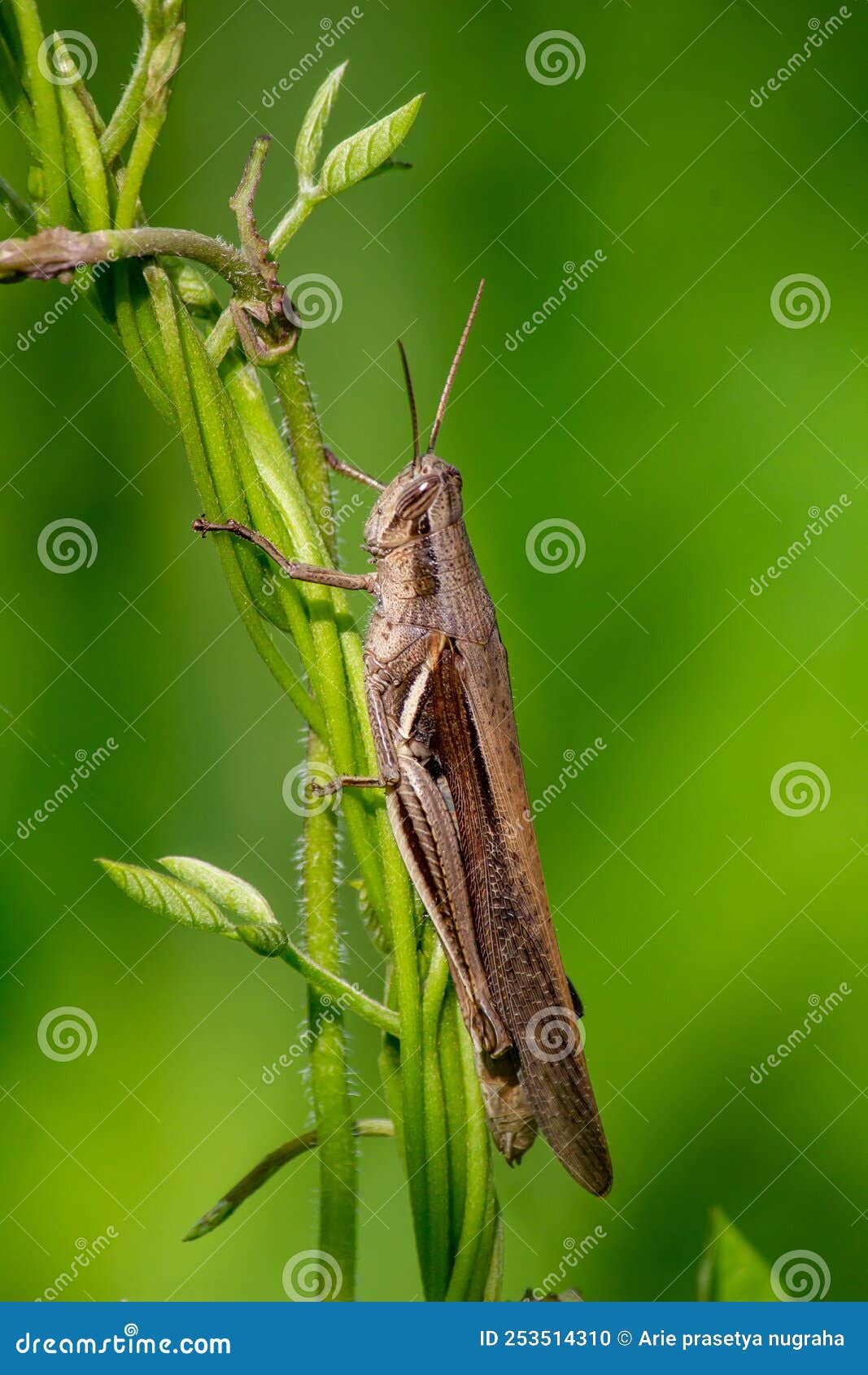 Big Brown Grasshopper on the Plant Stock Photo - Image of brown, wing ...