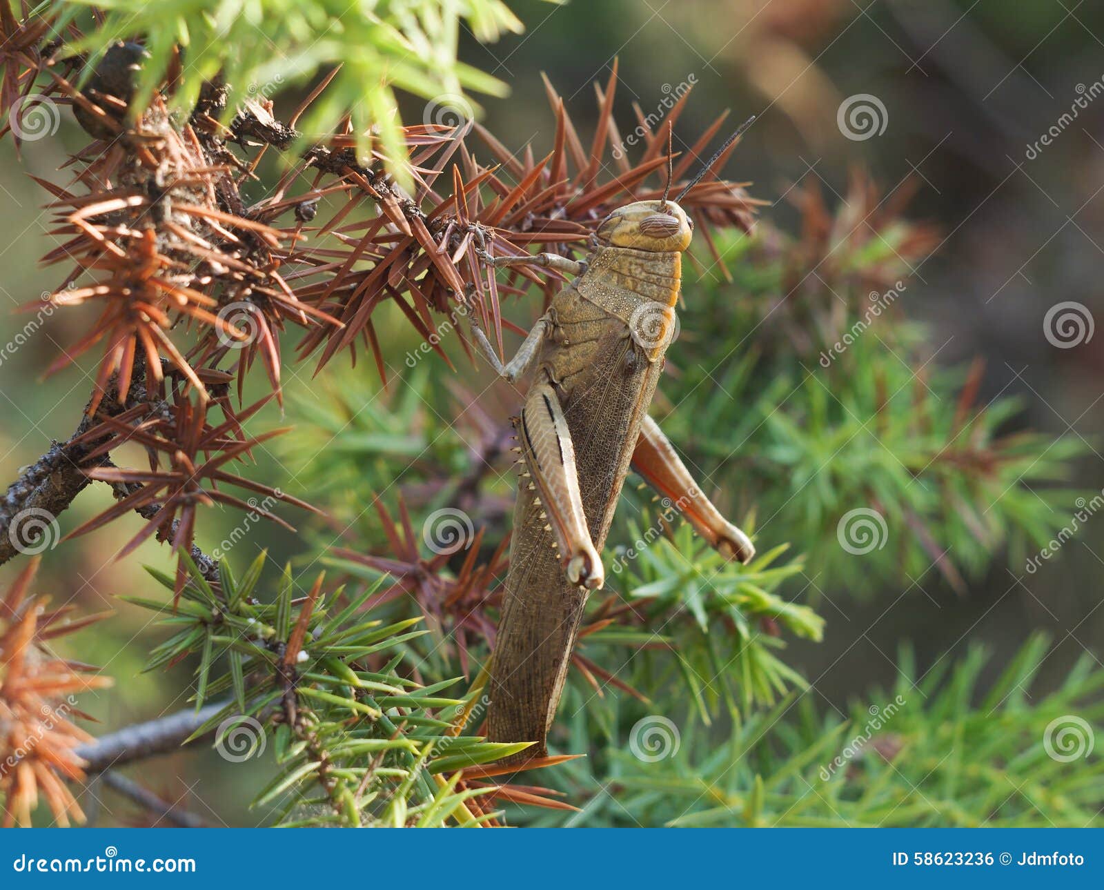 Big Brown Grasshopper on the Thorned Bush Stock Photo - Image of ...