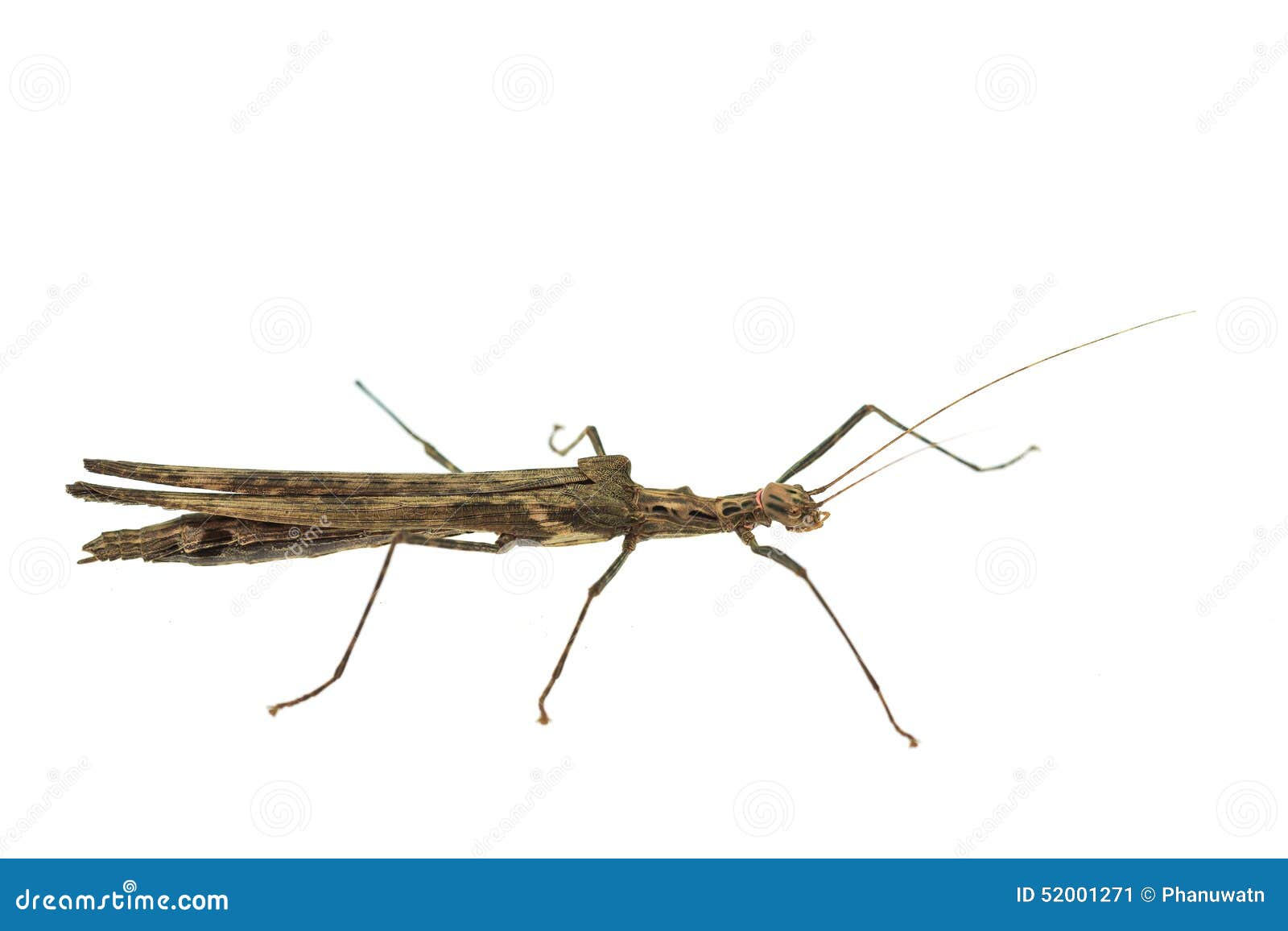 Big Brown Grasshopper on White Background Stock Image - Image of hopper ...