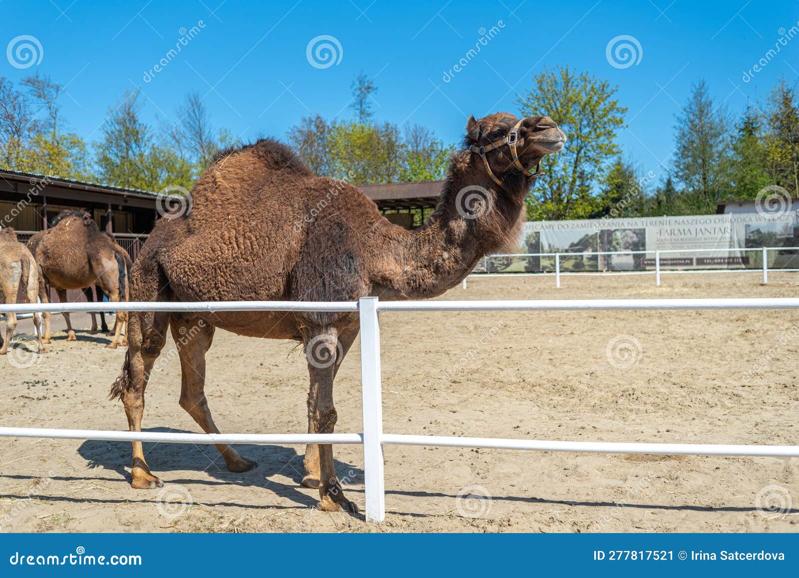 Large Brown Humped Camel on a Paddock Farm Stock Image - Image of ...