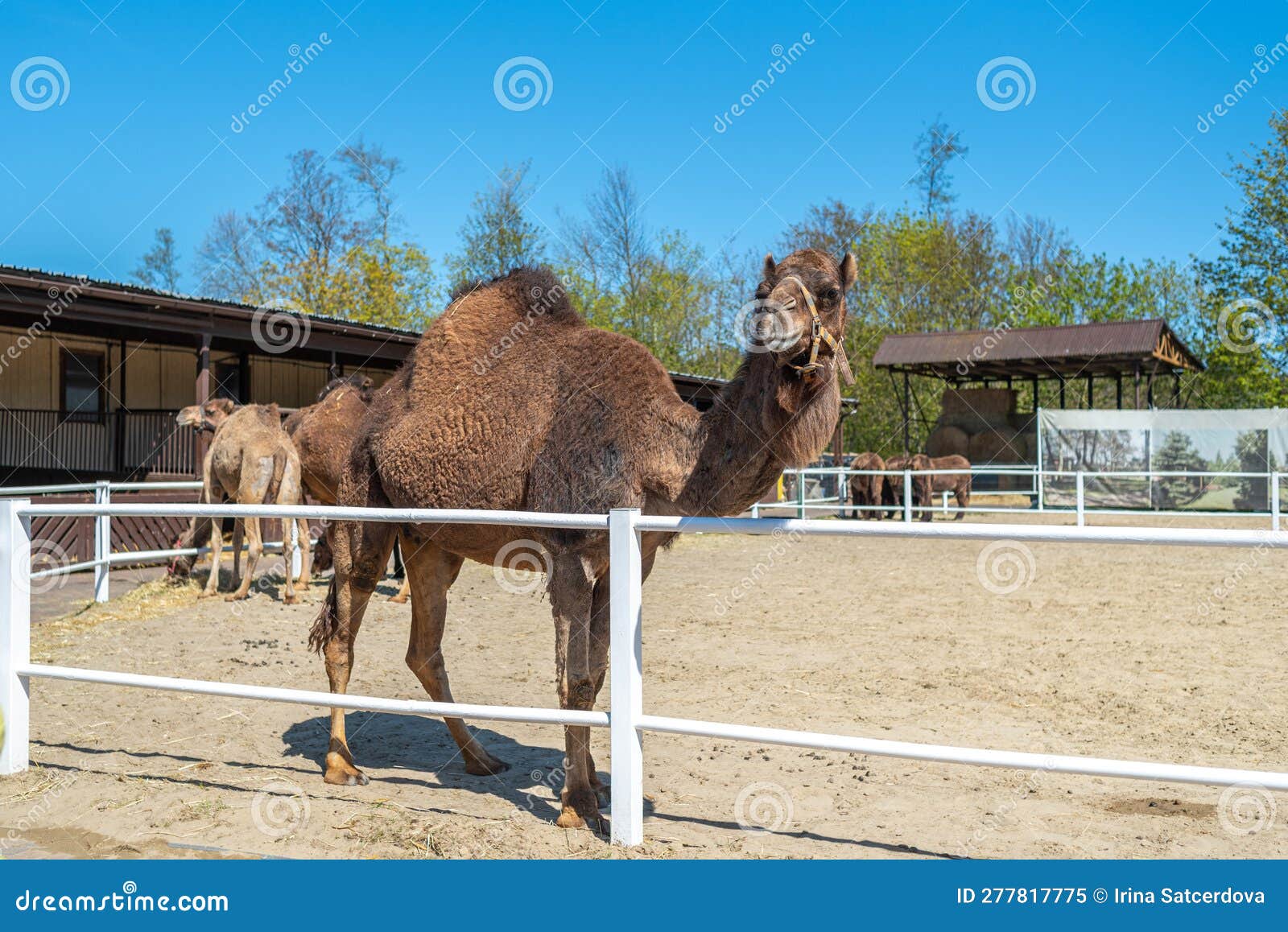 Large Brown Humped Camel on a Paddock Farm Stock Image - Image of ...