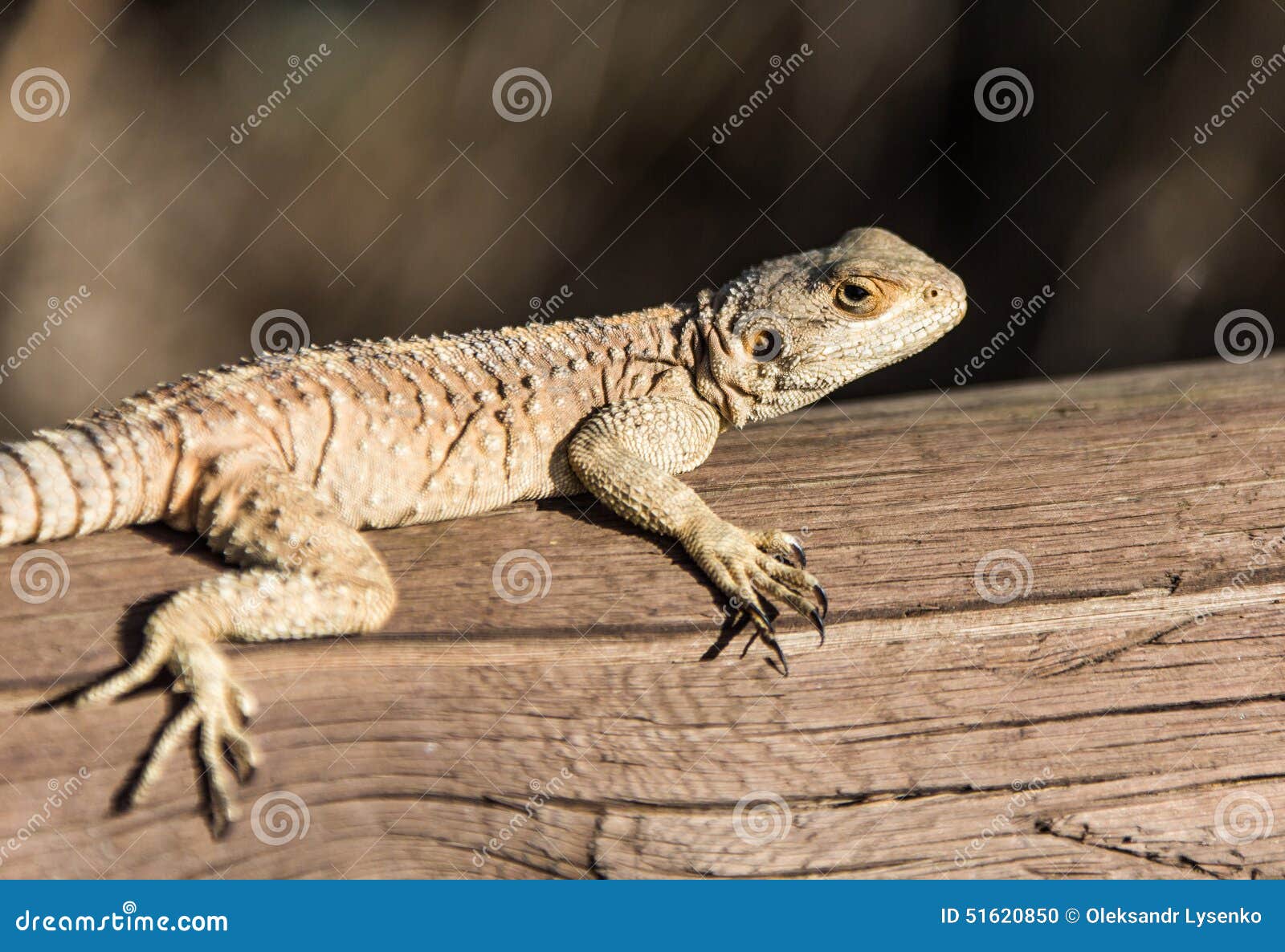 Big brown lizard stock photo. Image of nature, brown - 51620850