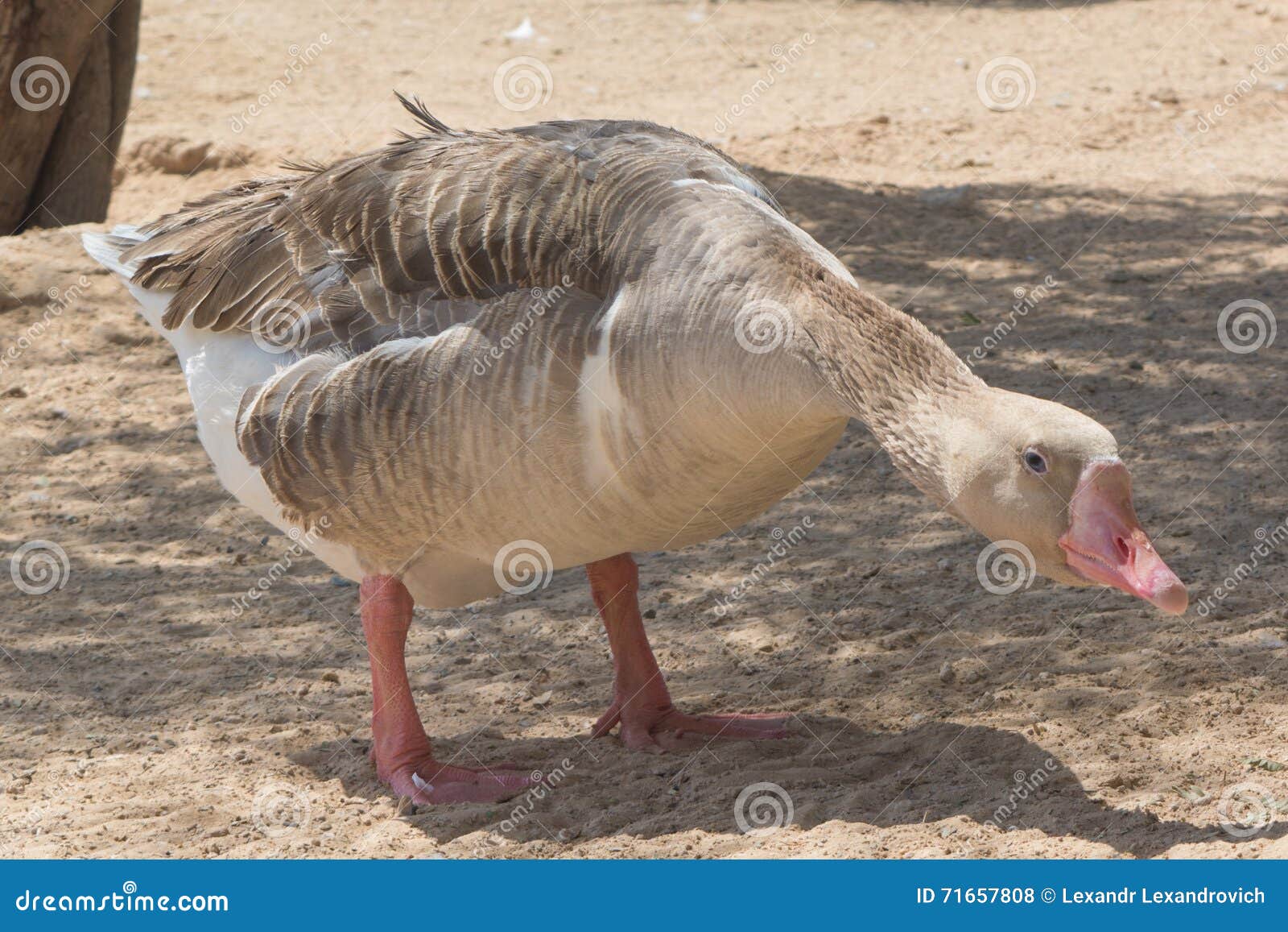 Big brown mature goose stock photo. Image of feather - 71657808