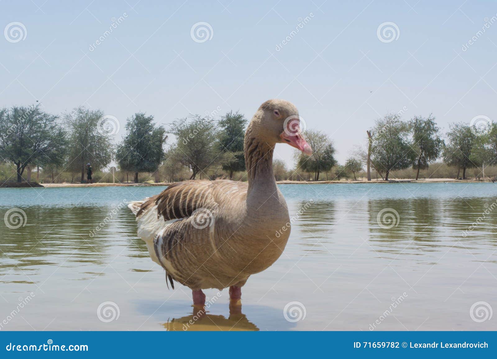 Big Brown Mature Goose Standing in the Lake Stock Photo - Image of farm ...
