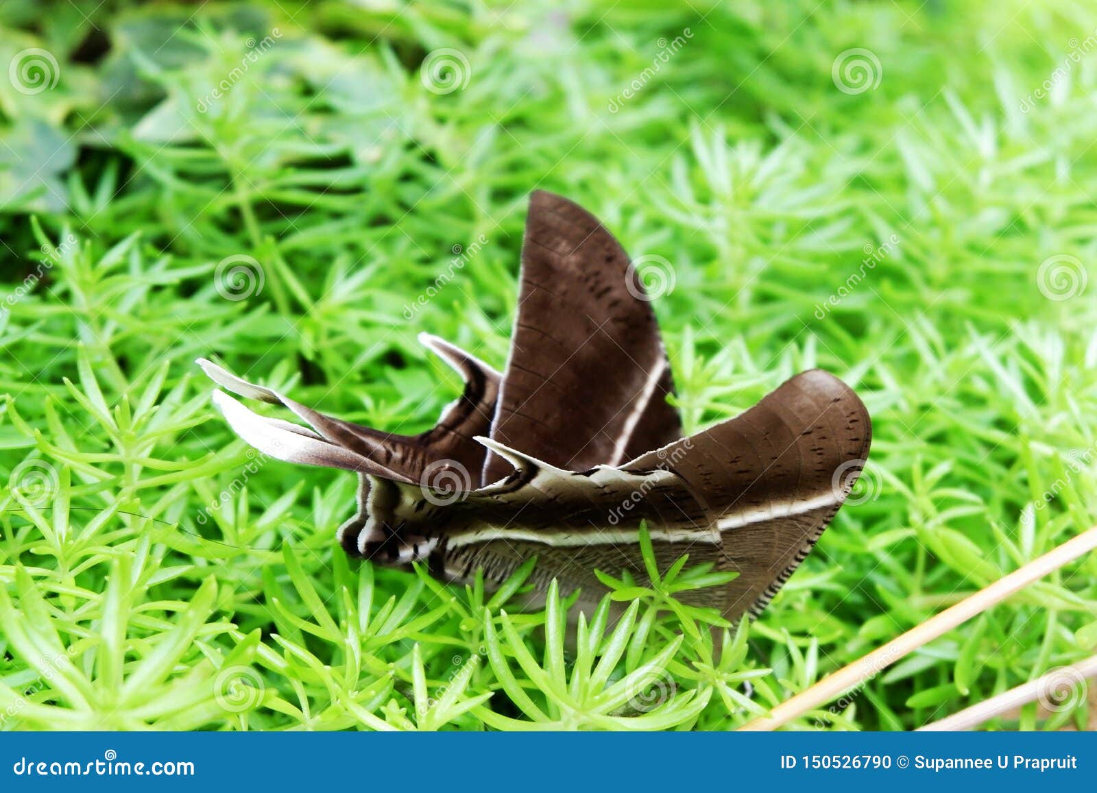 Big Brown Moth Insect on Green Field Stock Photo - Image of green ...