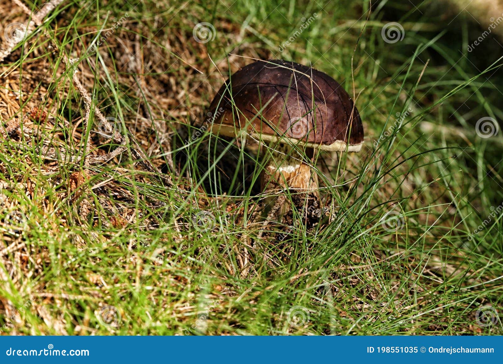 Big Brown Mushroom with Rounded Cap in Tall Grass Stock Image - Image ...