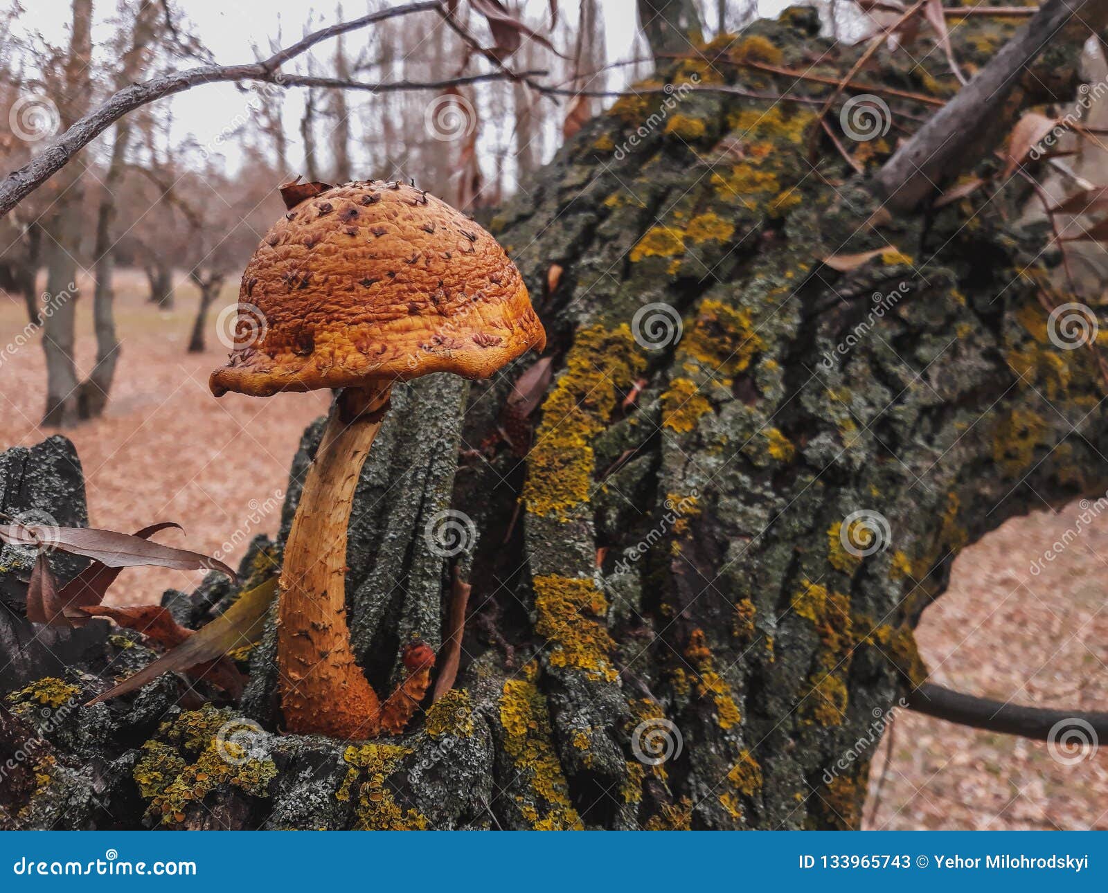 Big Brown Mushroom on a Tree Stock Image - Image of natural, moss ...