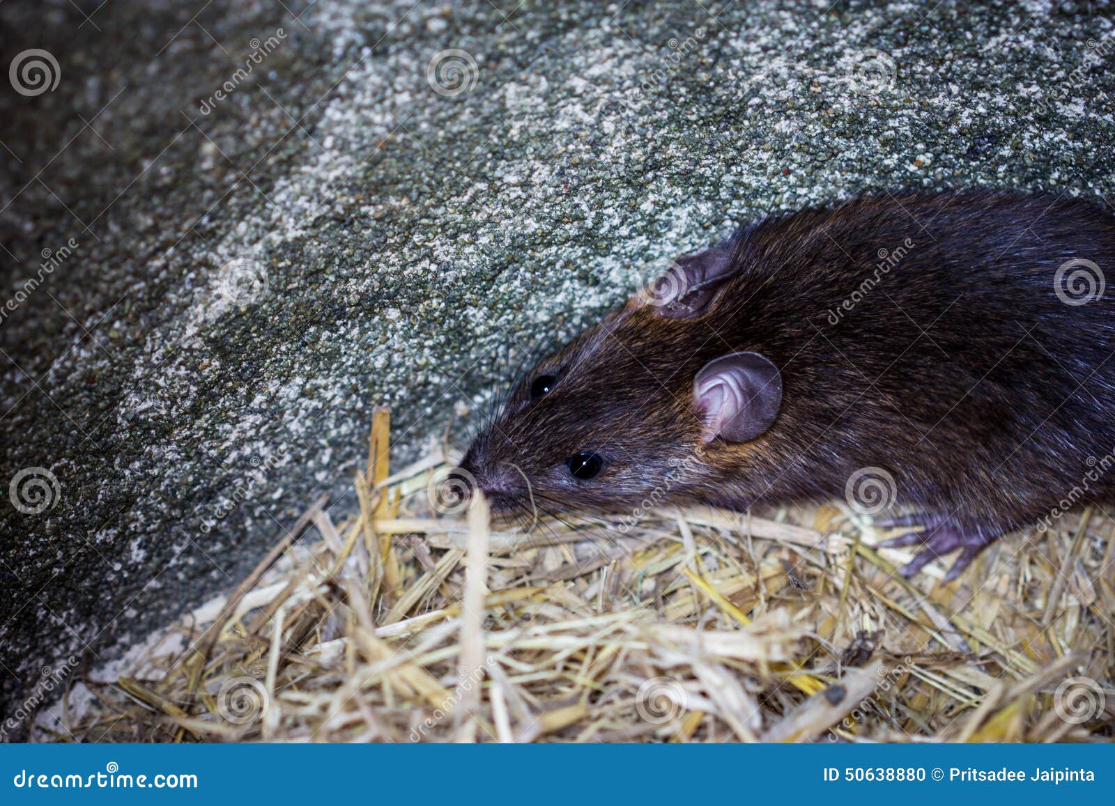 Big brown rat stock photo. Image of background, norvegicus - 50638880