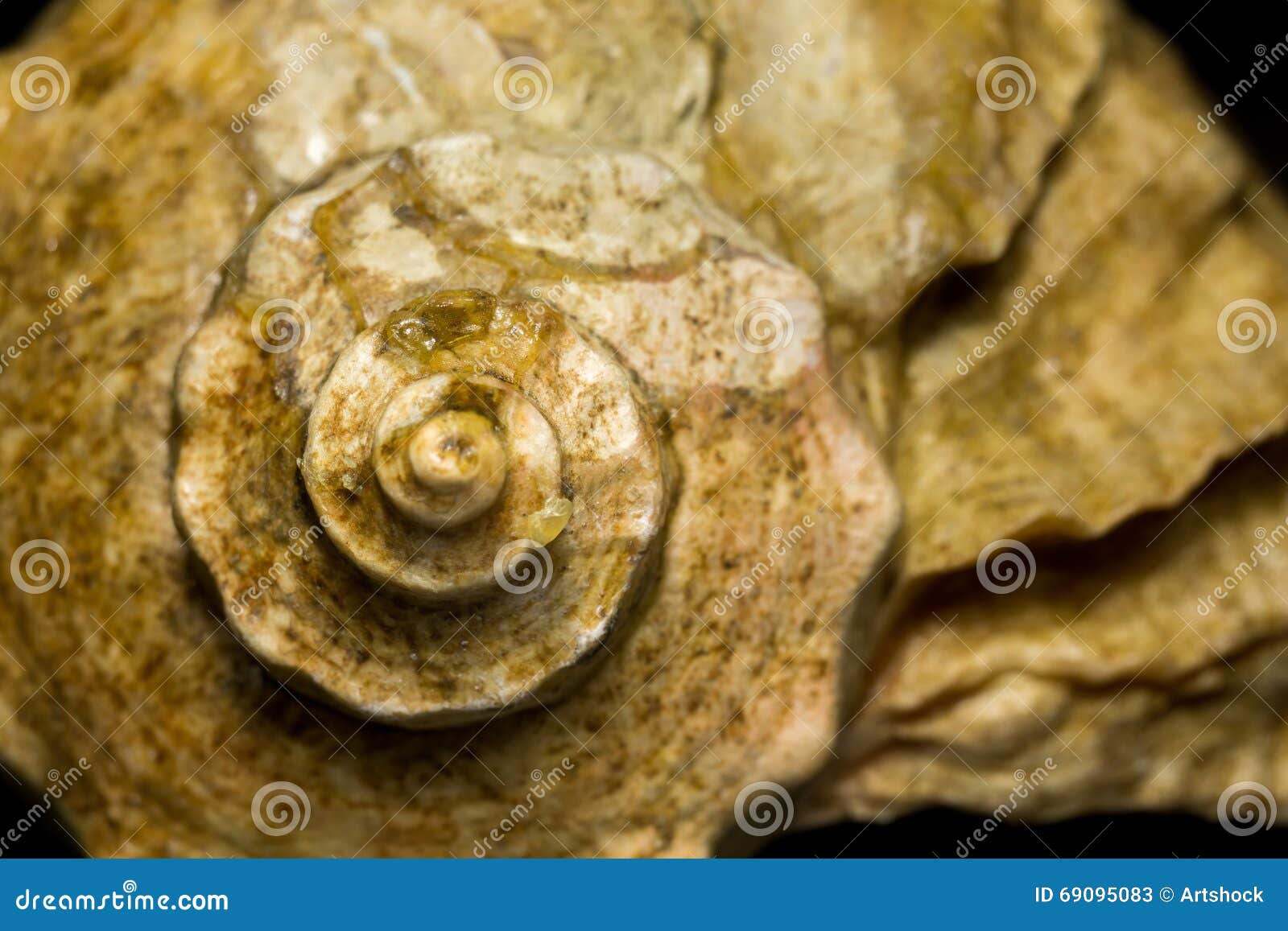 Big Brown Seashell stock image. Image of studio, nature - 69095083