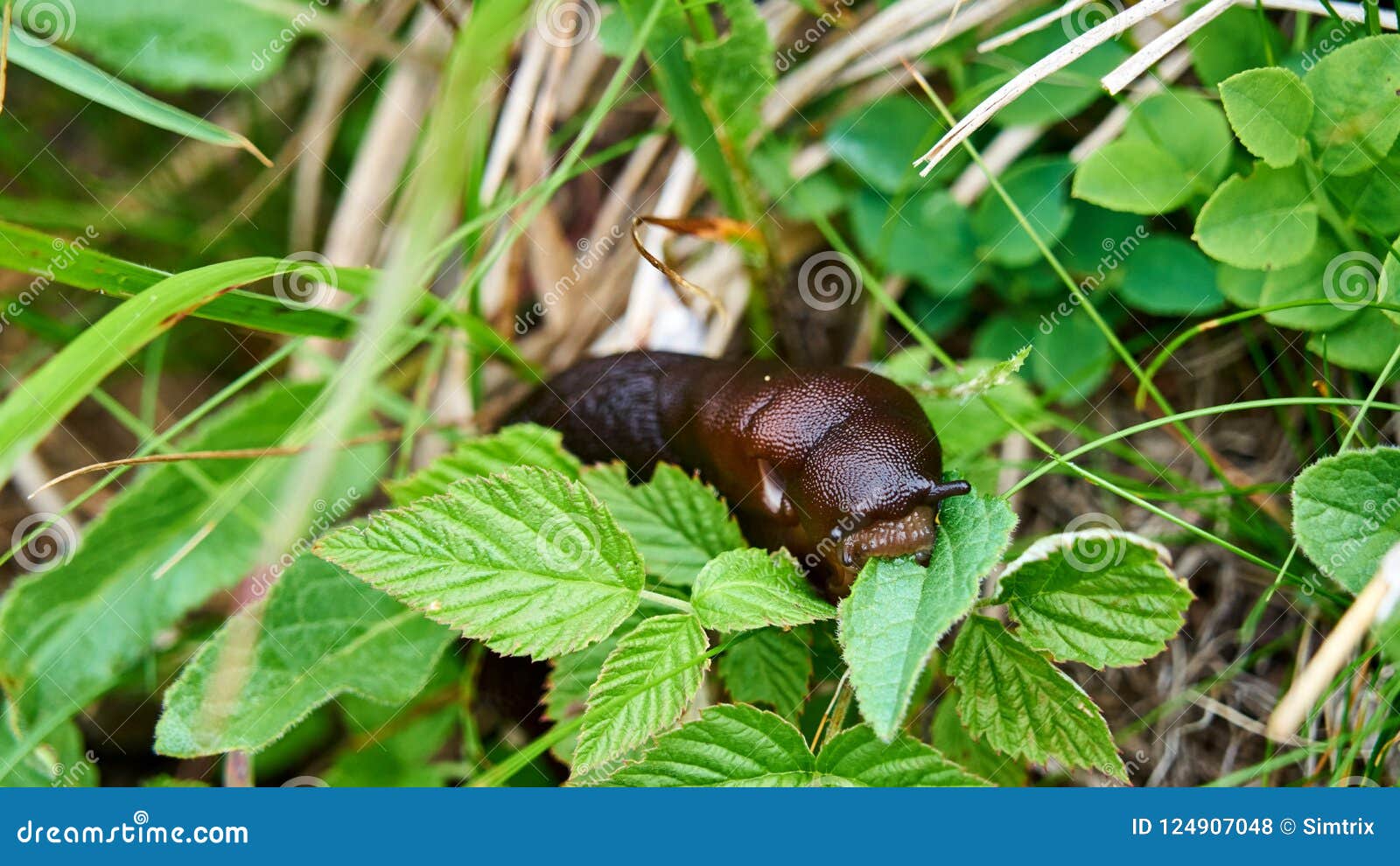 Big brown slug eats leaf stock photo. Image of grass - 124907048