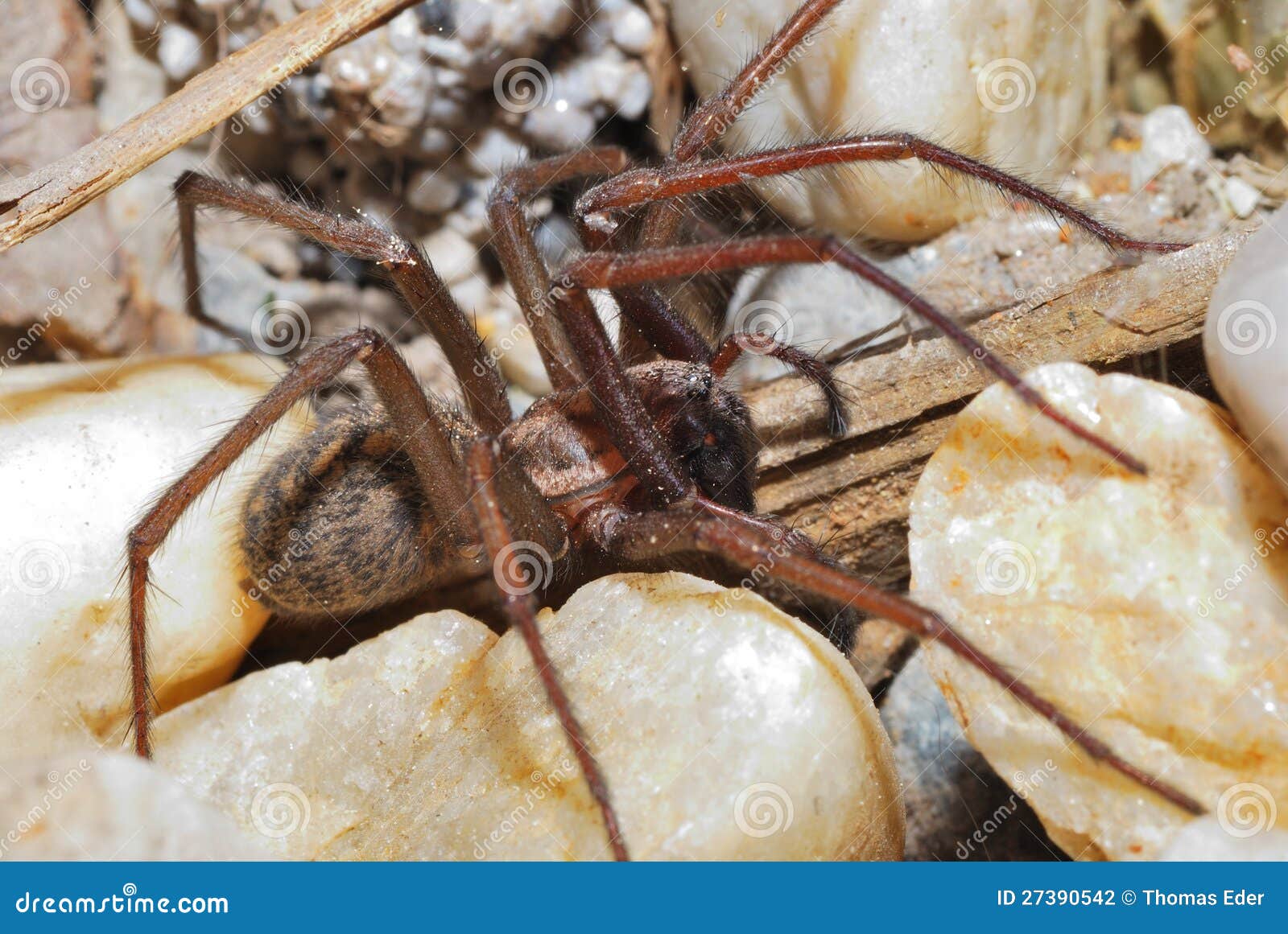 Big brown spider stock photo. Image of spider, creepy - 27390542