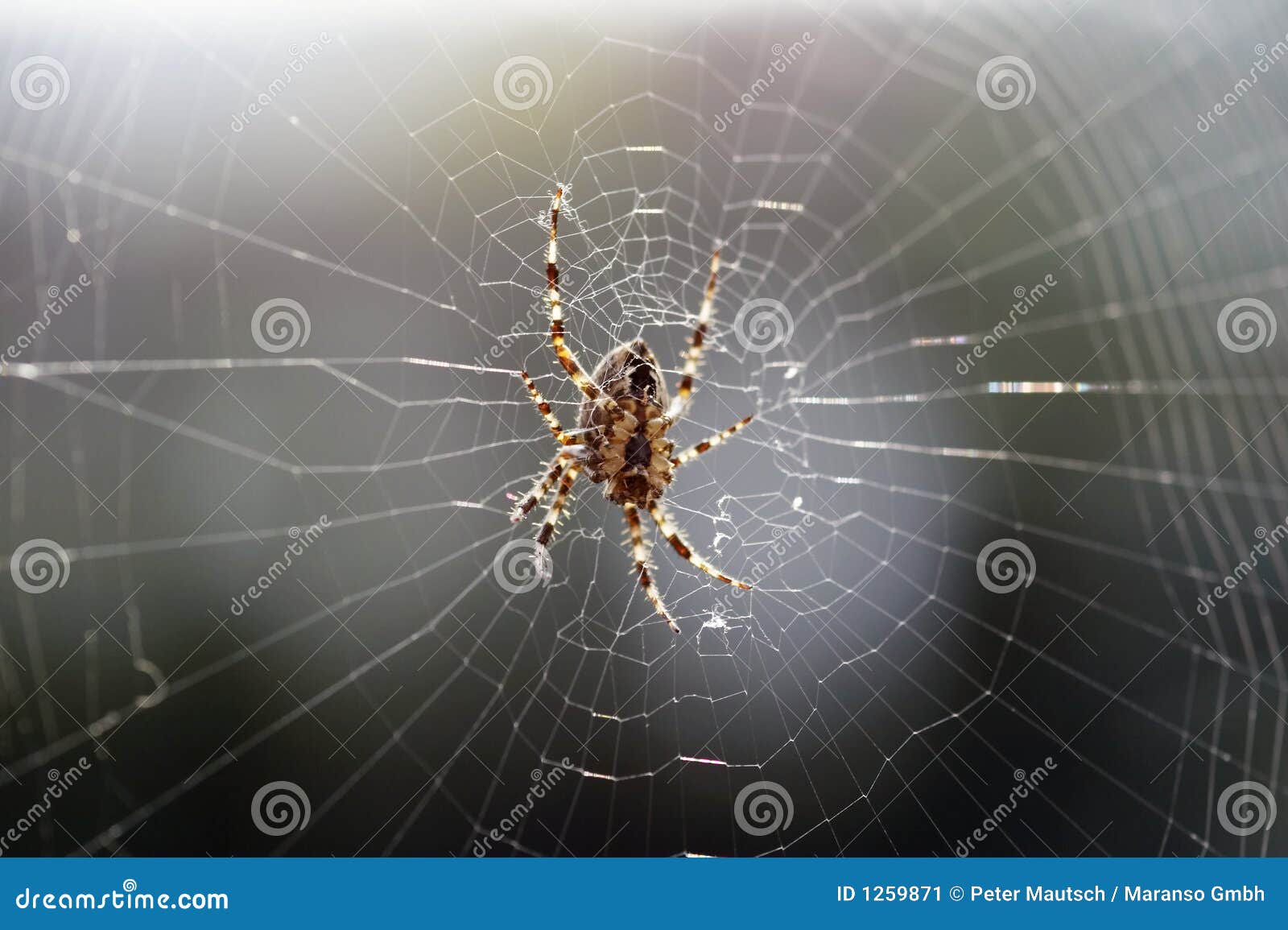 Spider Web Or Cobweb Of An Irregular Shape And Of An Irregular ...