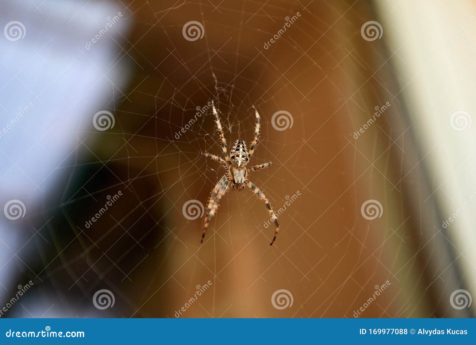 Big brown spider stock photo. Image of brown, animals - 169977088
