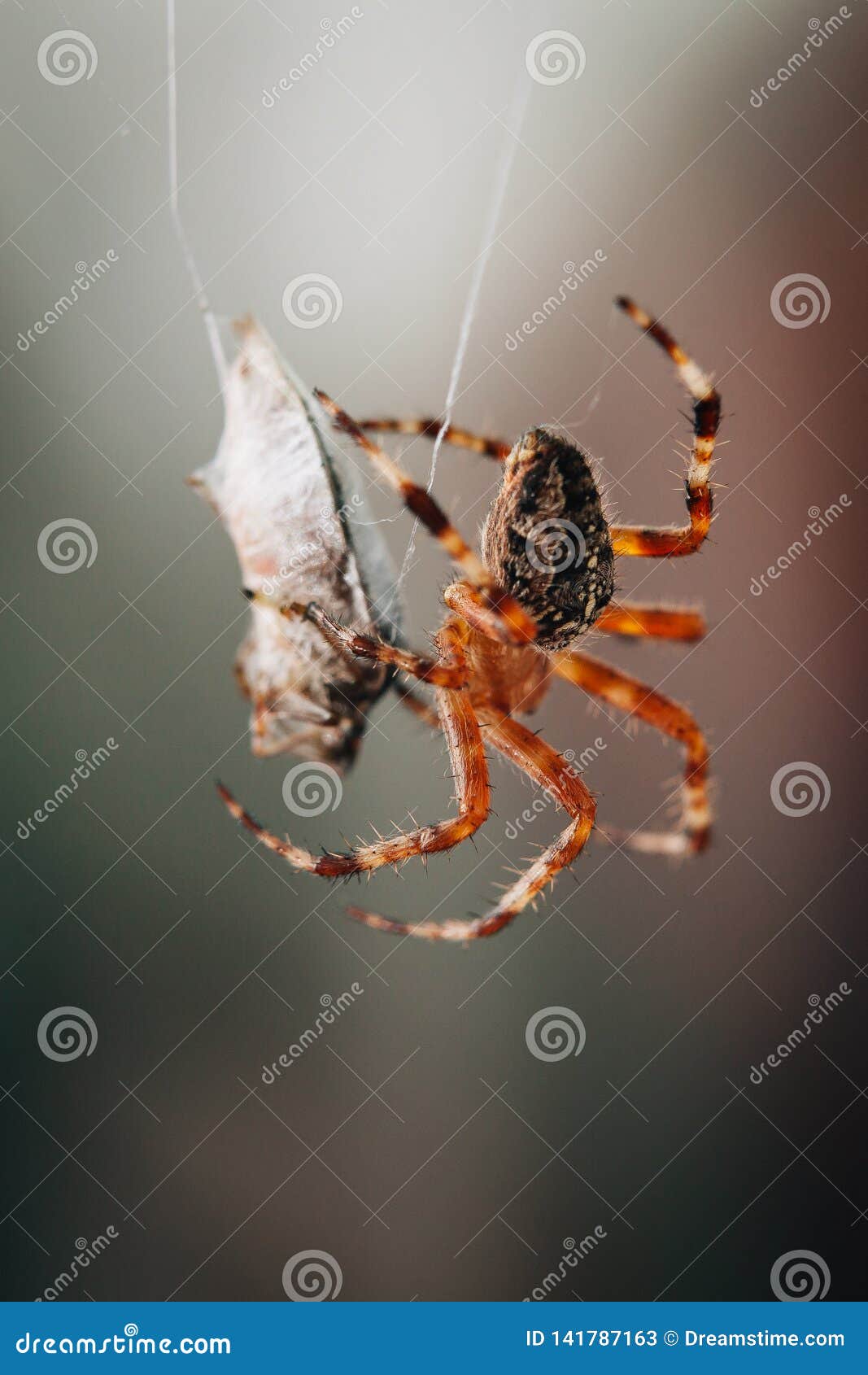 Spider is Eating the Trapped Bug Stock Image - Image of victim, closeup ...