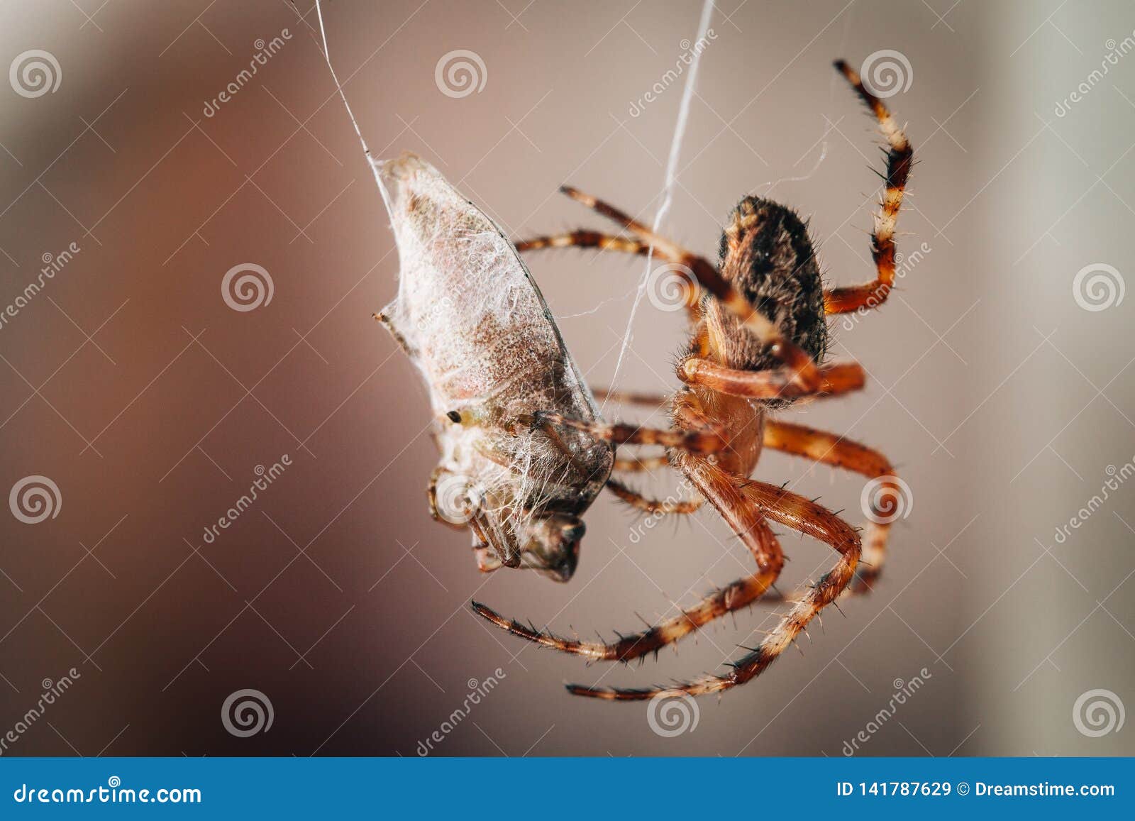 Spider is Eating the Trapped Bug Stock Image - Image of background ...