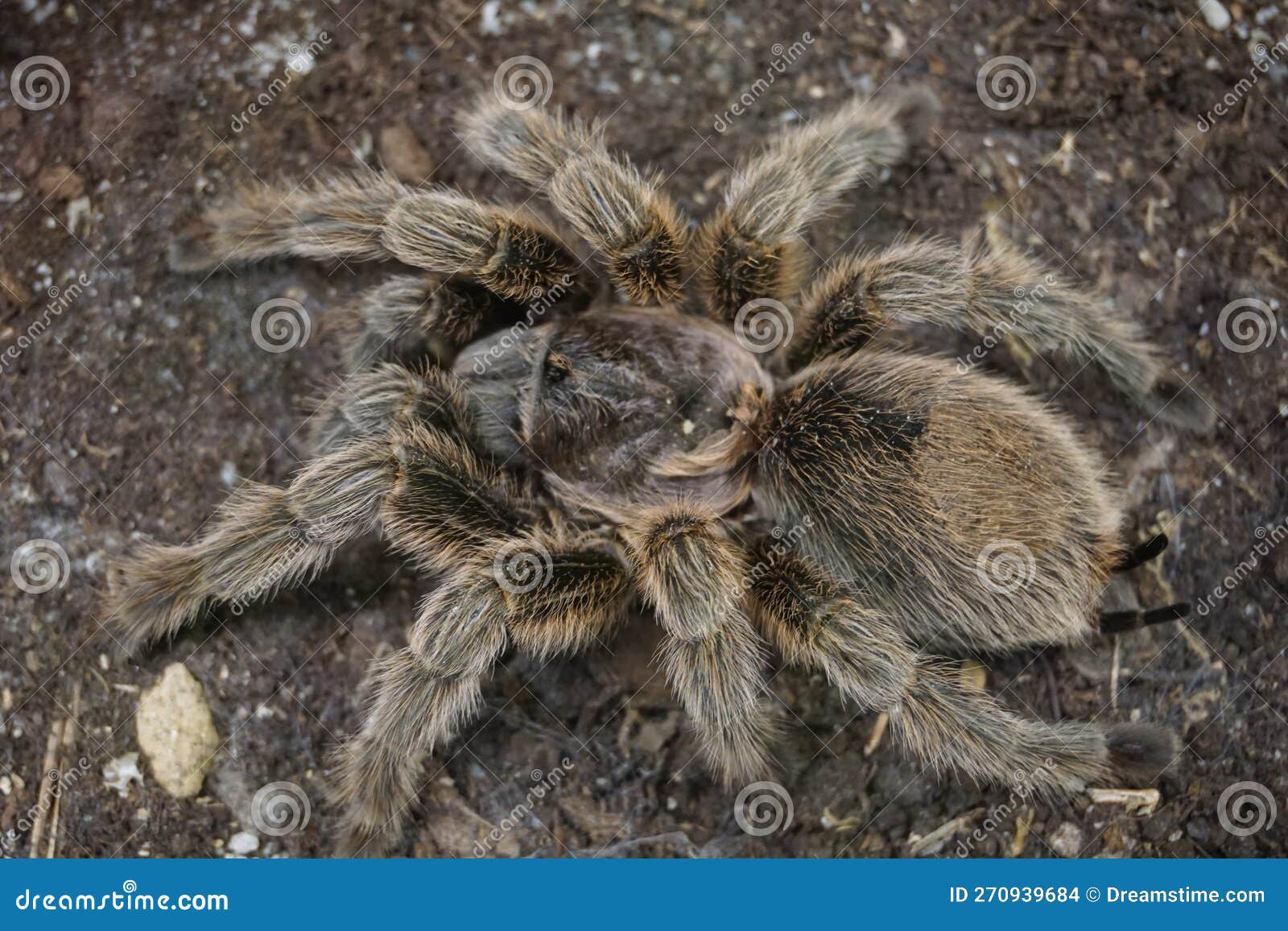 Big Brown Spider. Tarantula Stock Photo - Image of spiderweb, wildlife ...