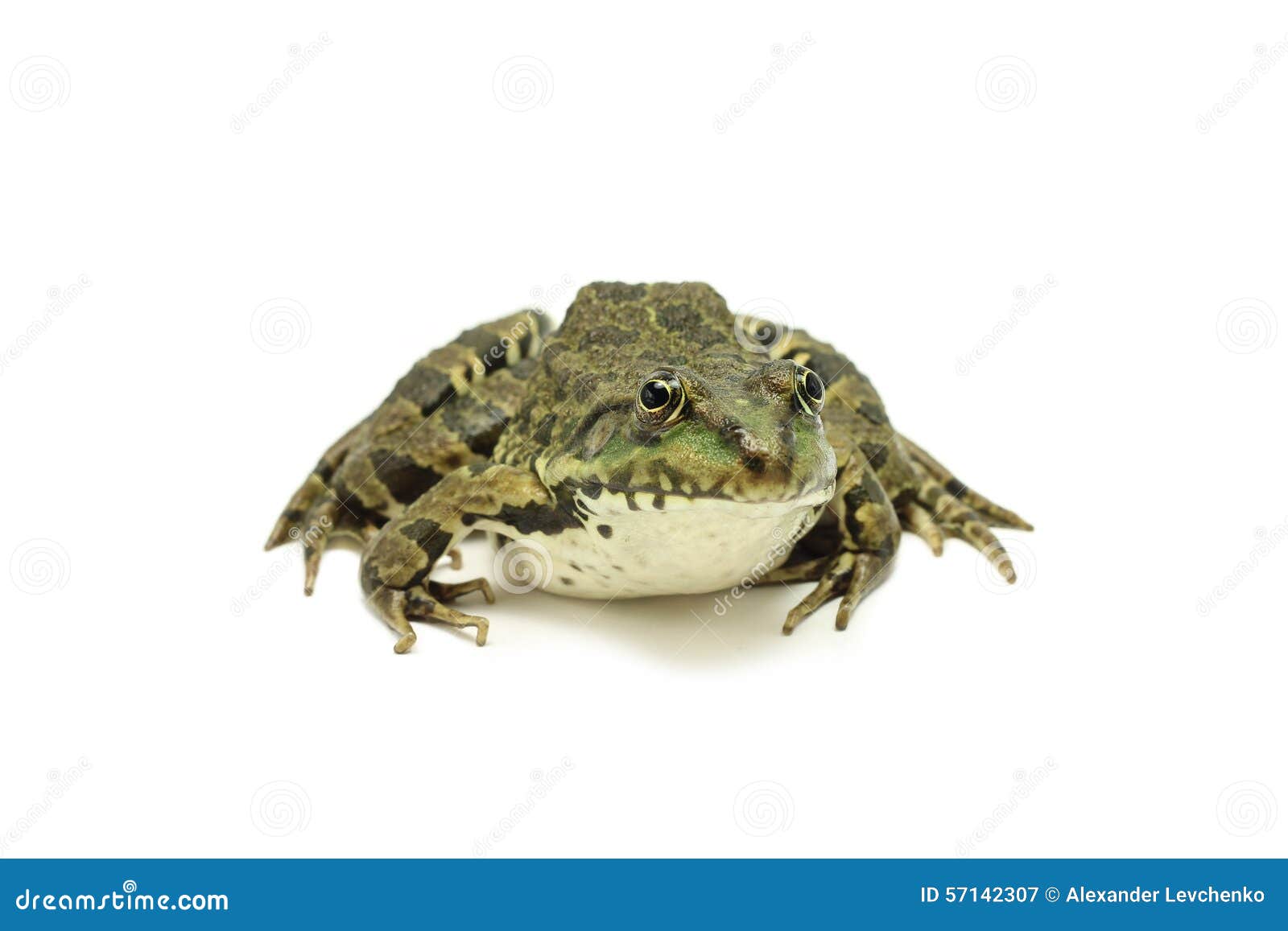 Big brown spotted frog stock image. Image of wild, environment - 57142307