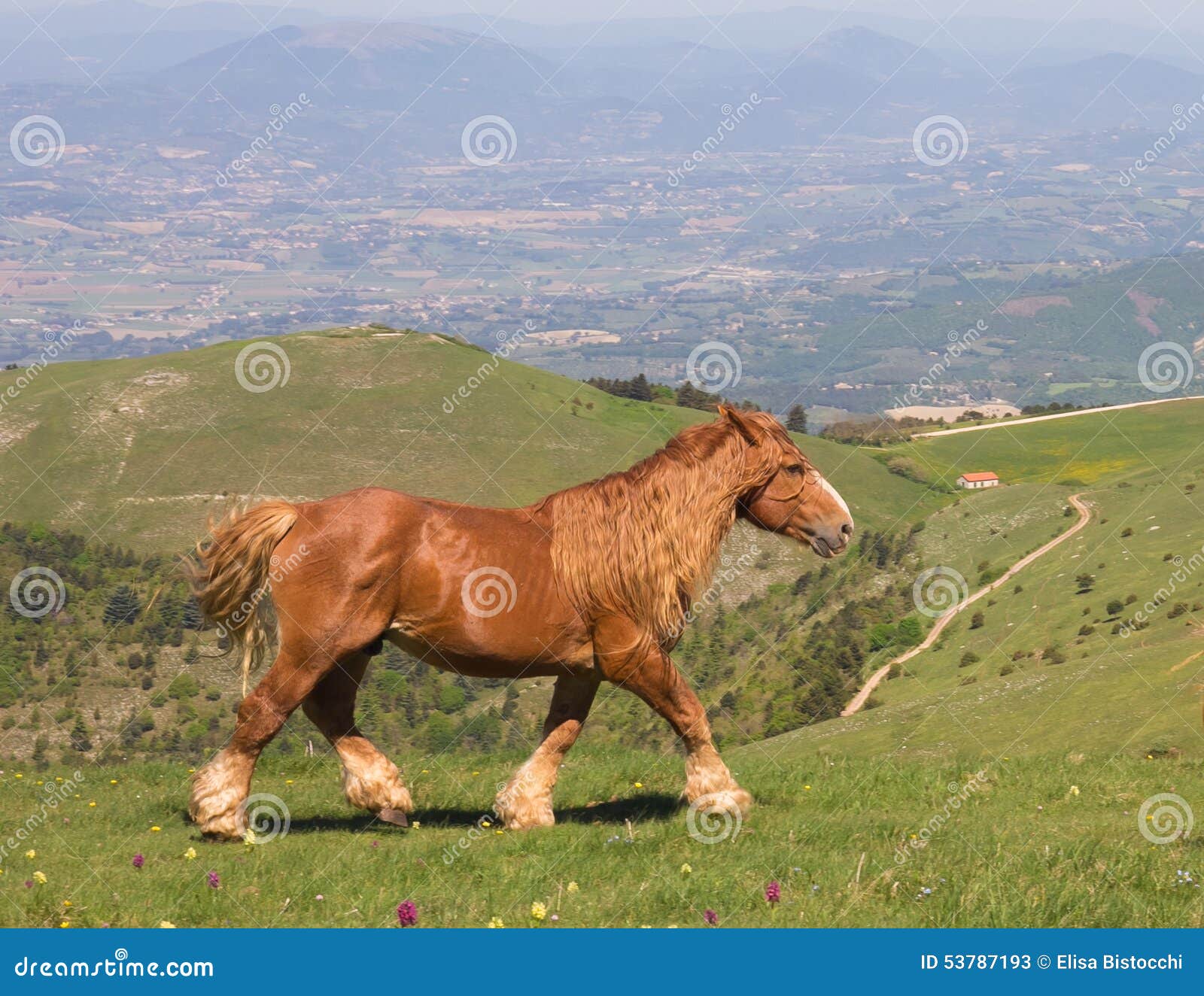 Big brown stallion stock image. Image of dresser, italy - 53787193