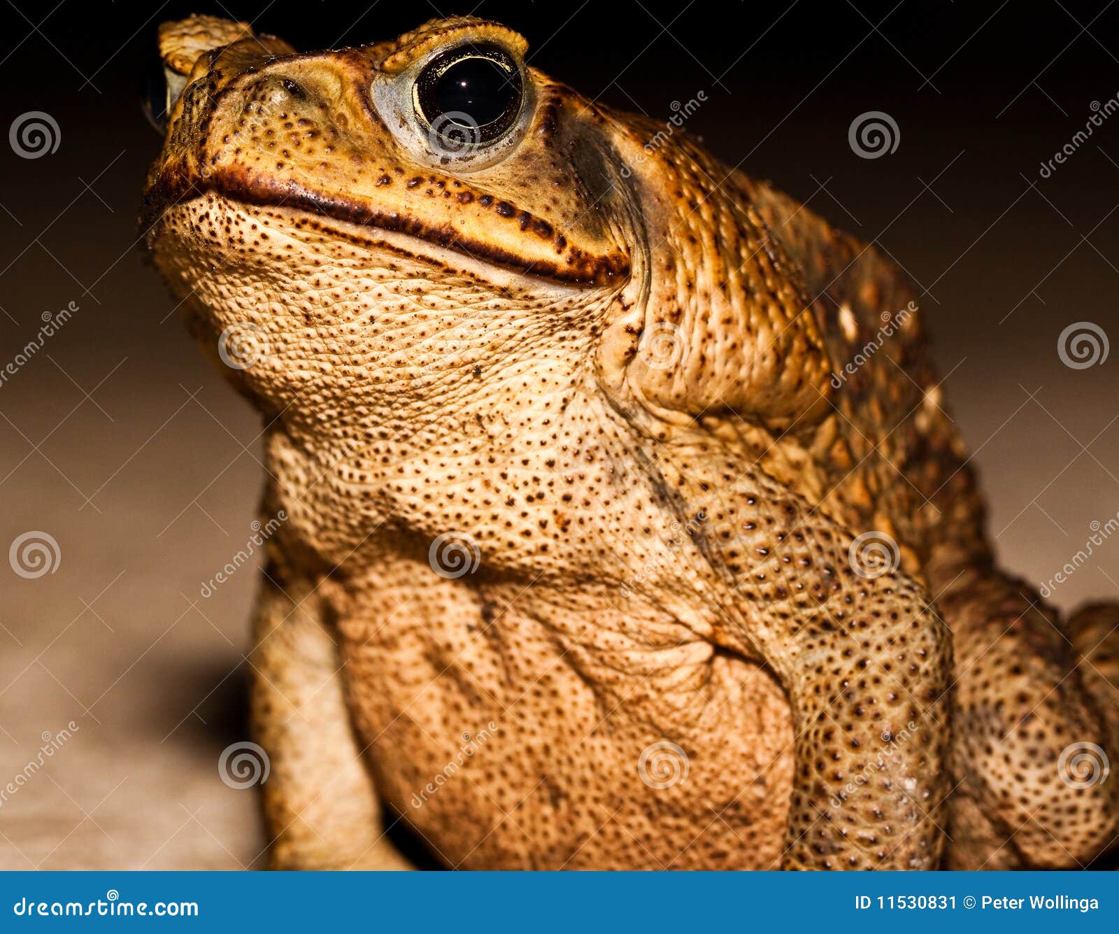 Big Brown Toad Stock Image - Image: 11530831