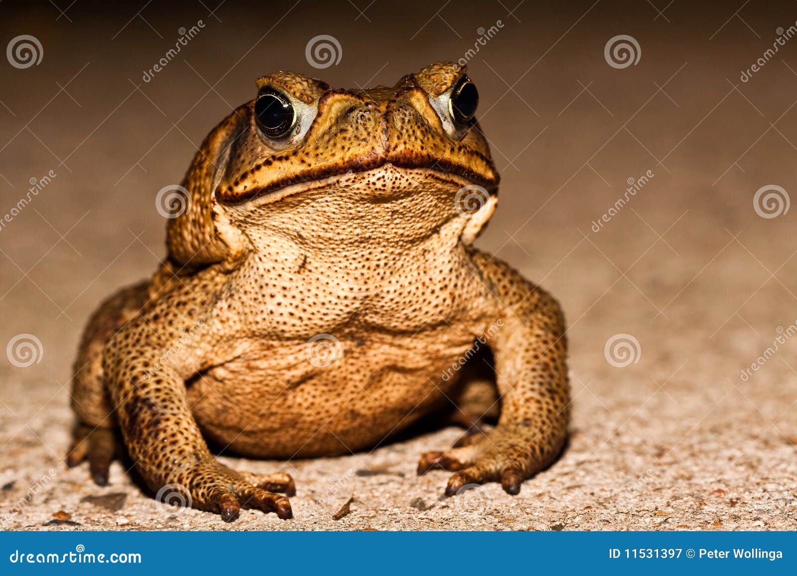 Big Brown Toad Royalty Free Stock Photography - Image: 11531397