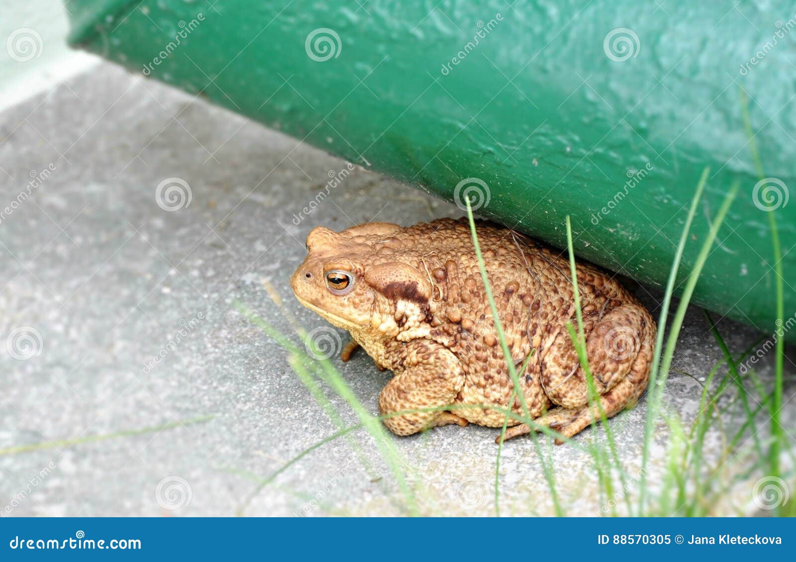 Big Brown Toad Frog in the Garden Stock Image - Image of close, animal ...